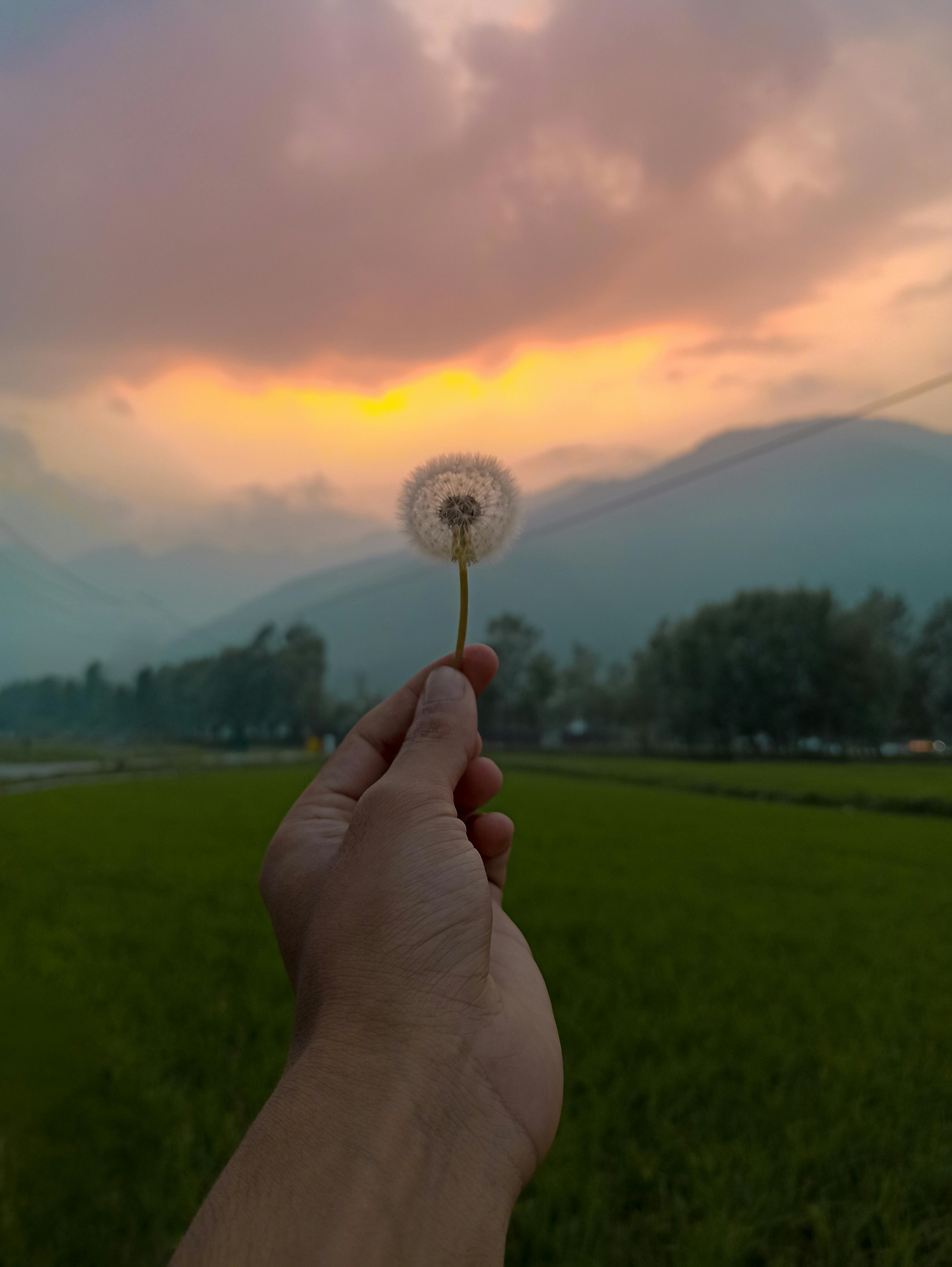 Hand Holding Dandelion at Sunset · Free Stock Photo
