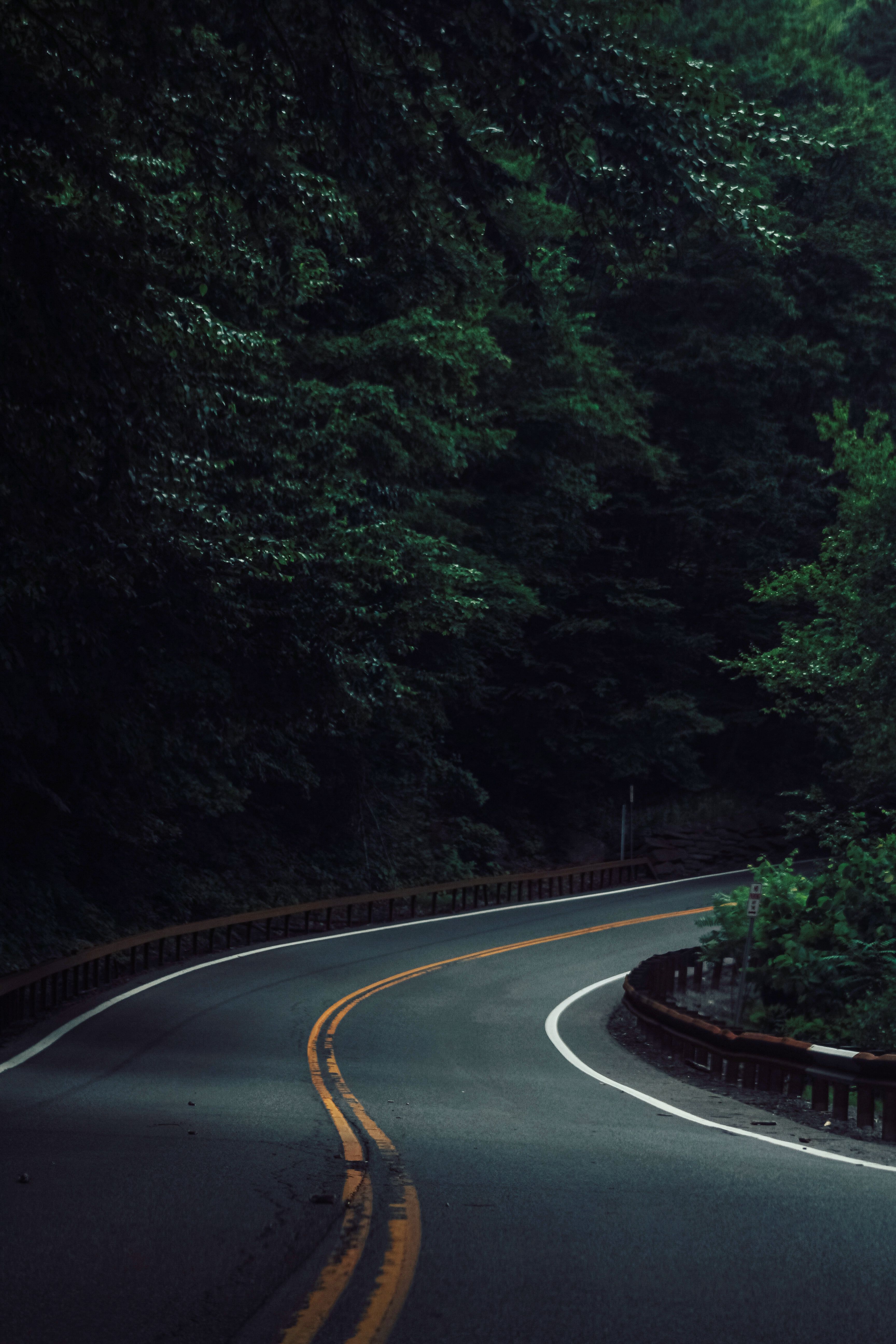Curvy Road in Between Trees · Free Stock Photo
