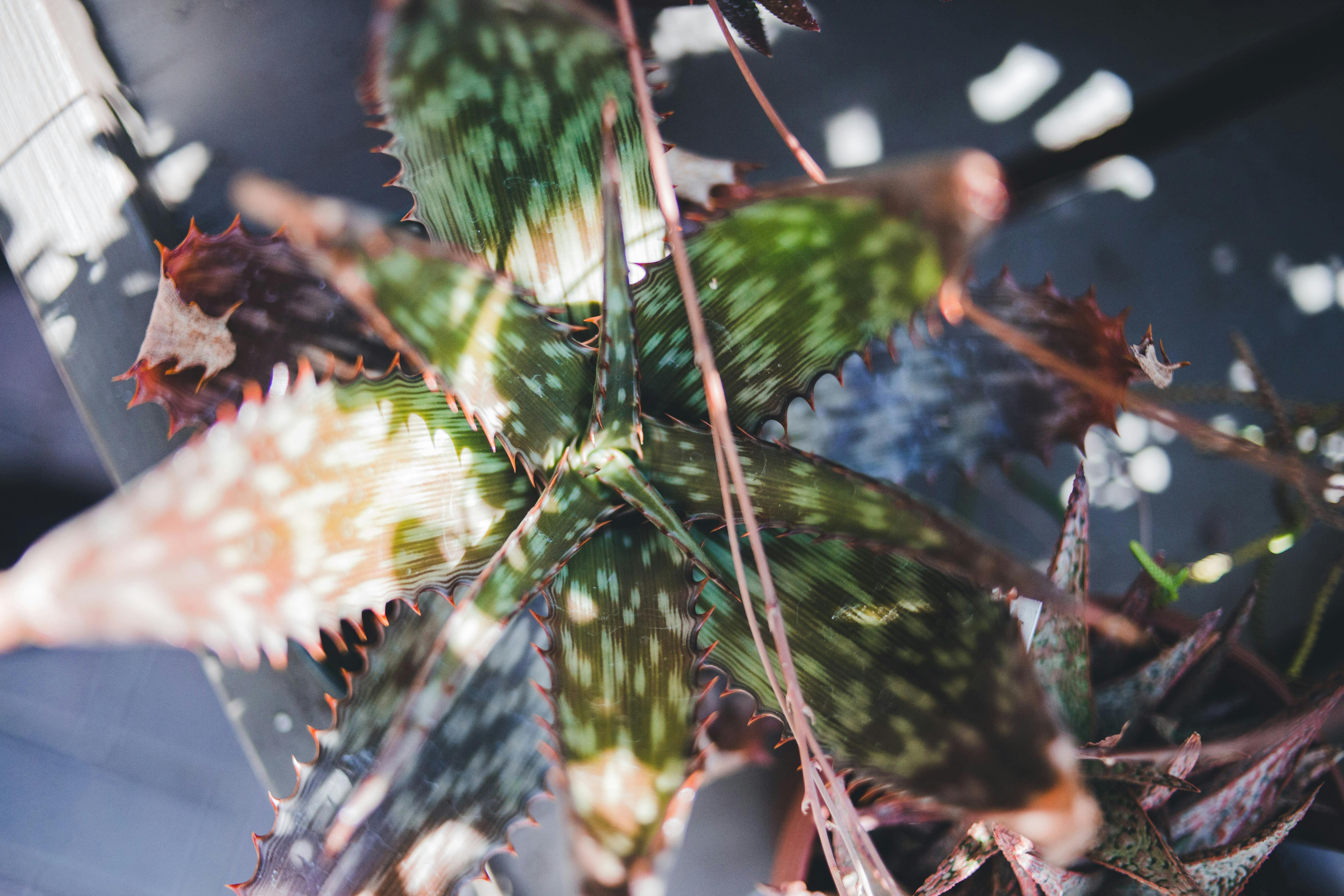 Green Orchid Plant · Free Stock Photo