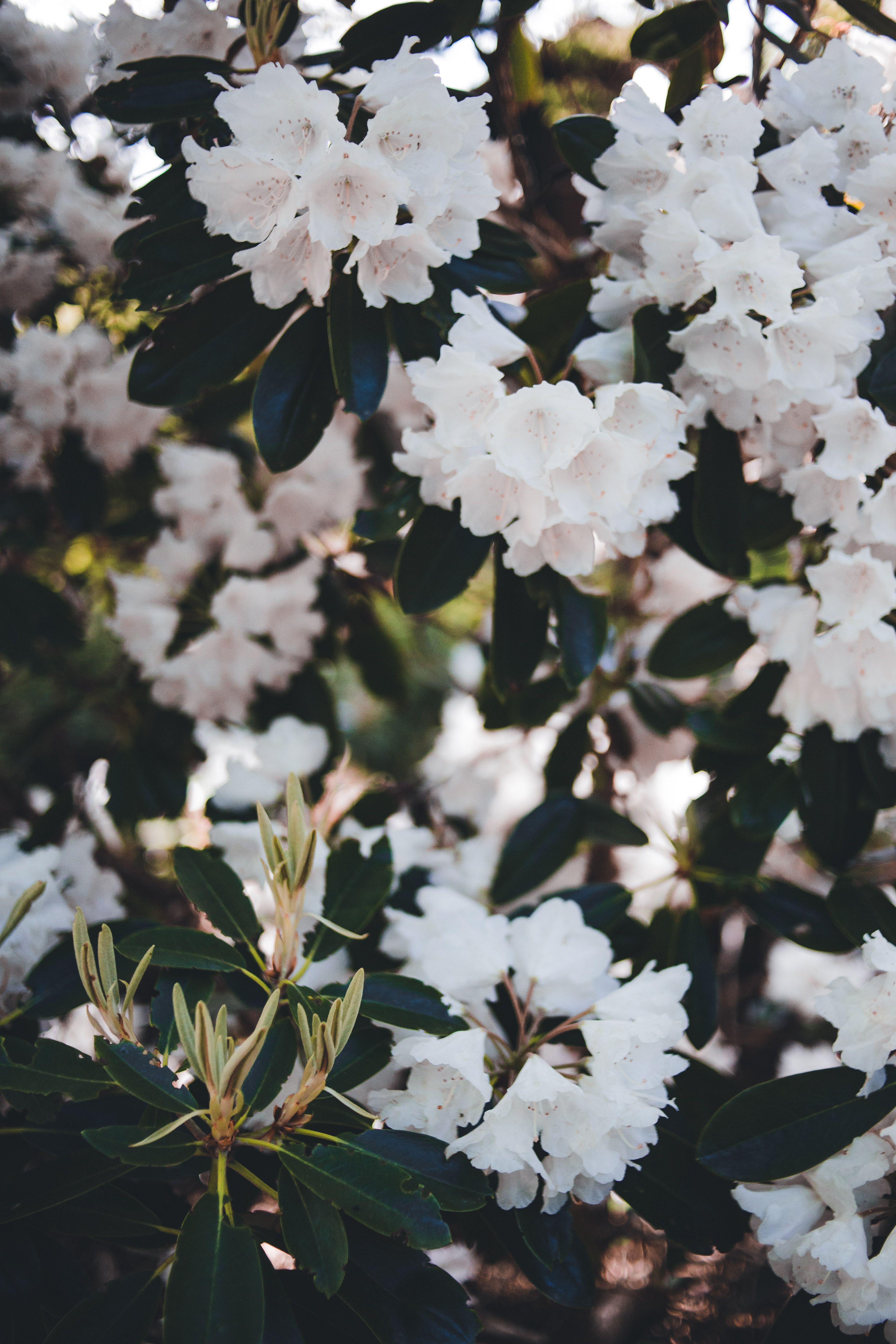 A Close-Up Shot of Rhododendron subg. Hymenanthes · Free Stock Photo