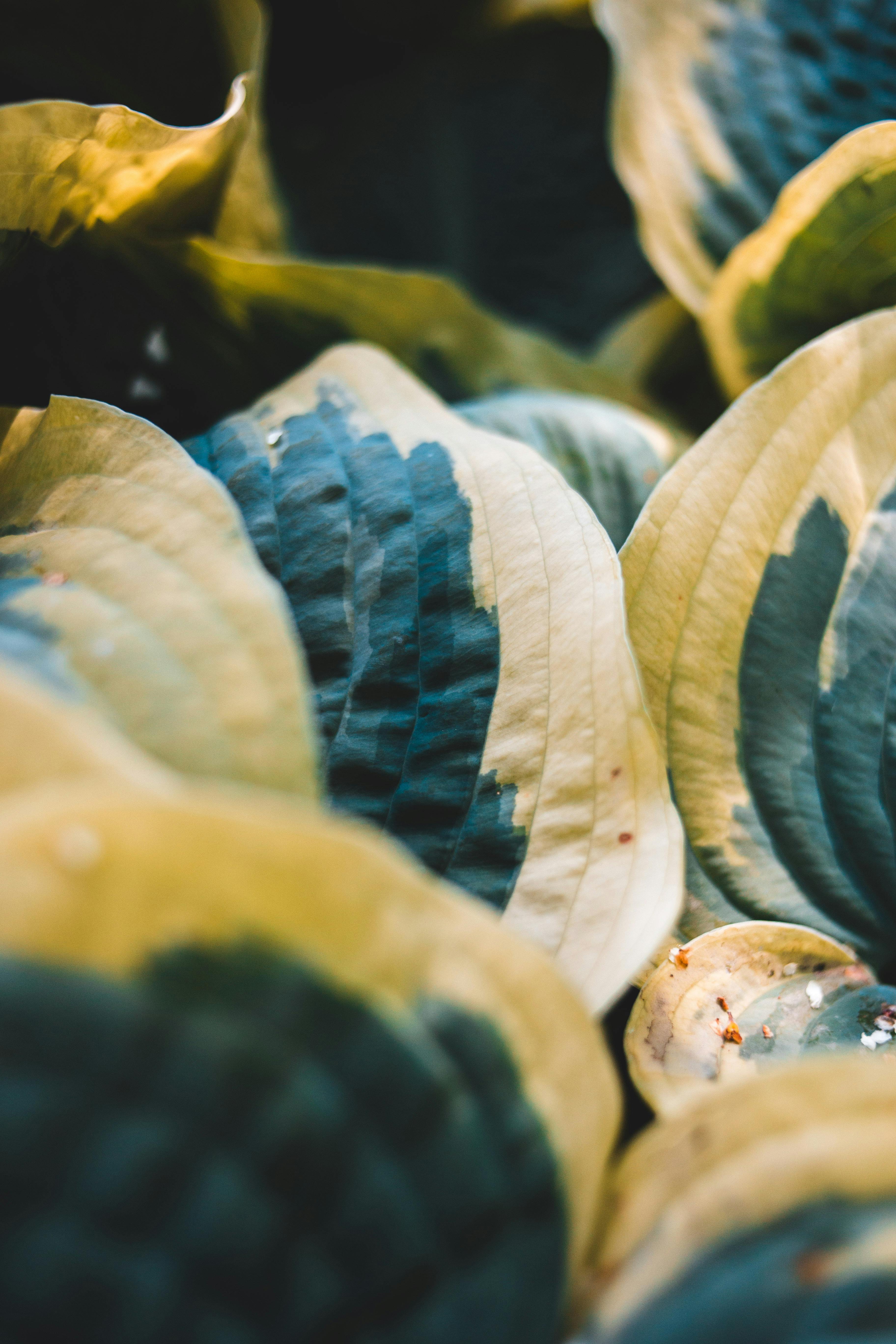 Leaves of a Plant · Free Stock Photo
