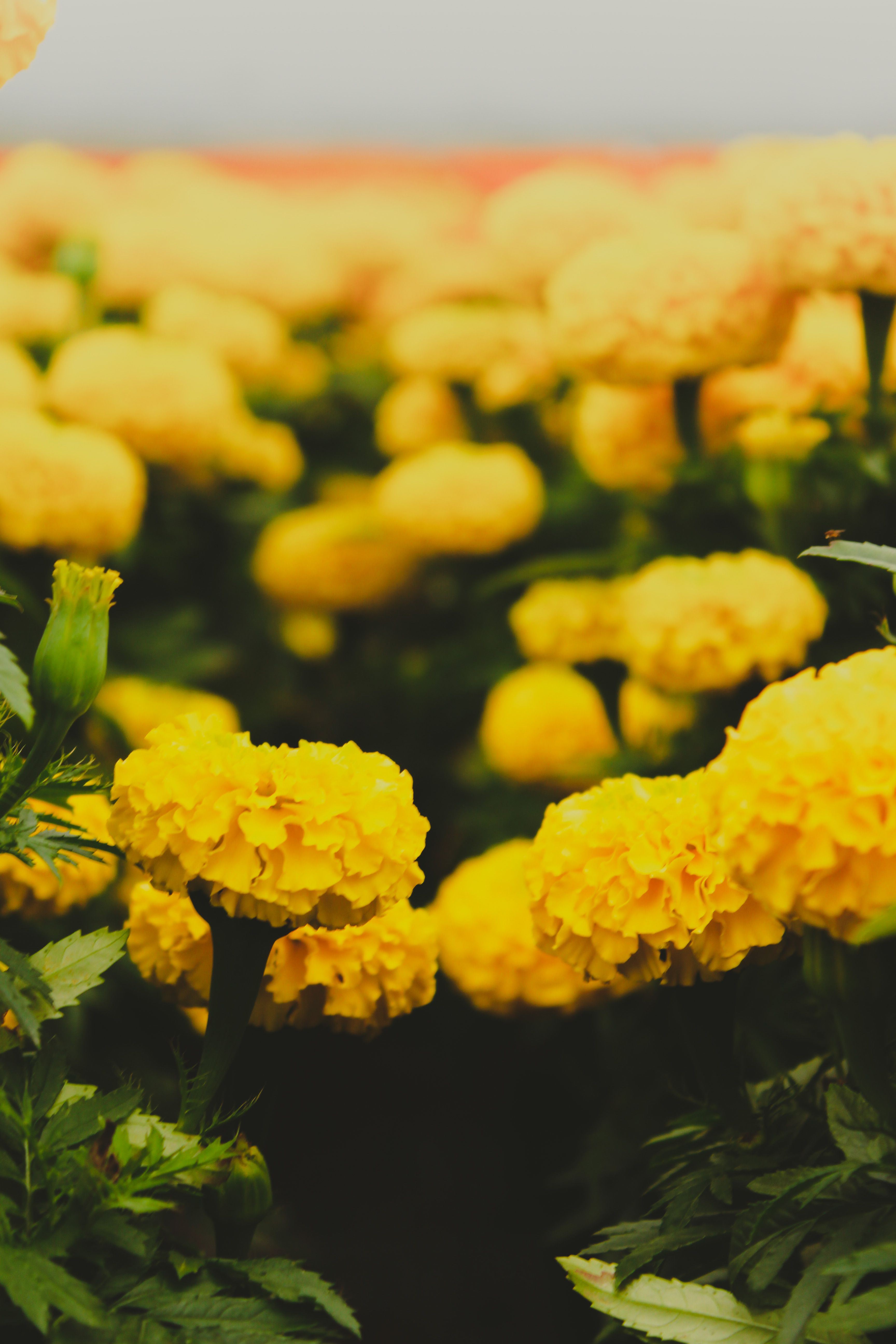 Aztec Marigold Flower Field · Free Stock Photo