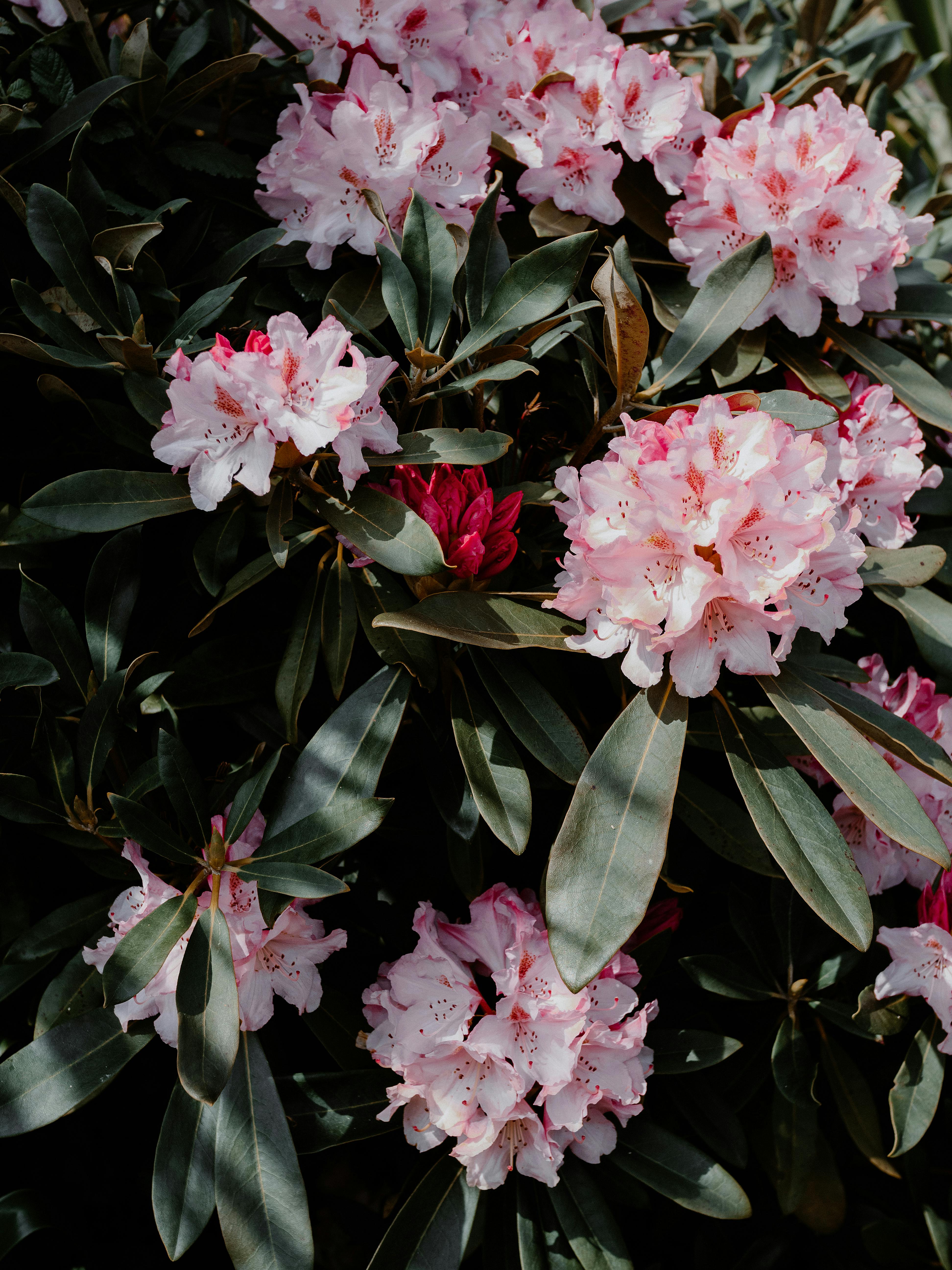 Blooming Pink Flowers With Green Leaves · Free Stock Photo