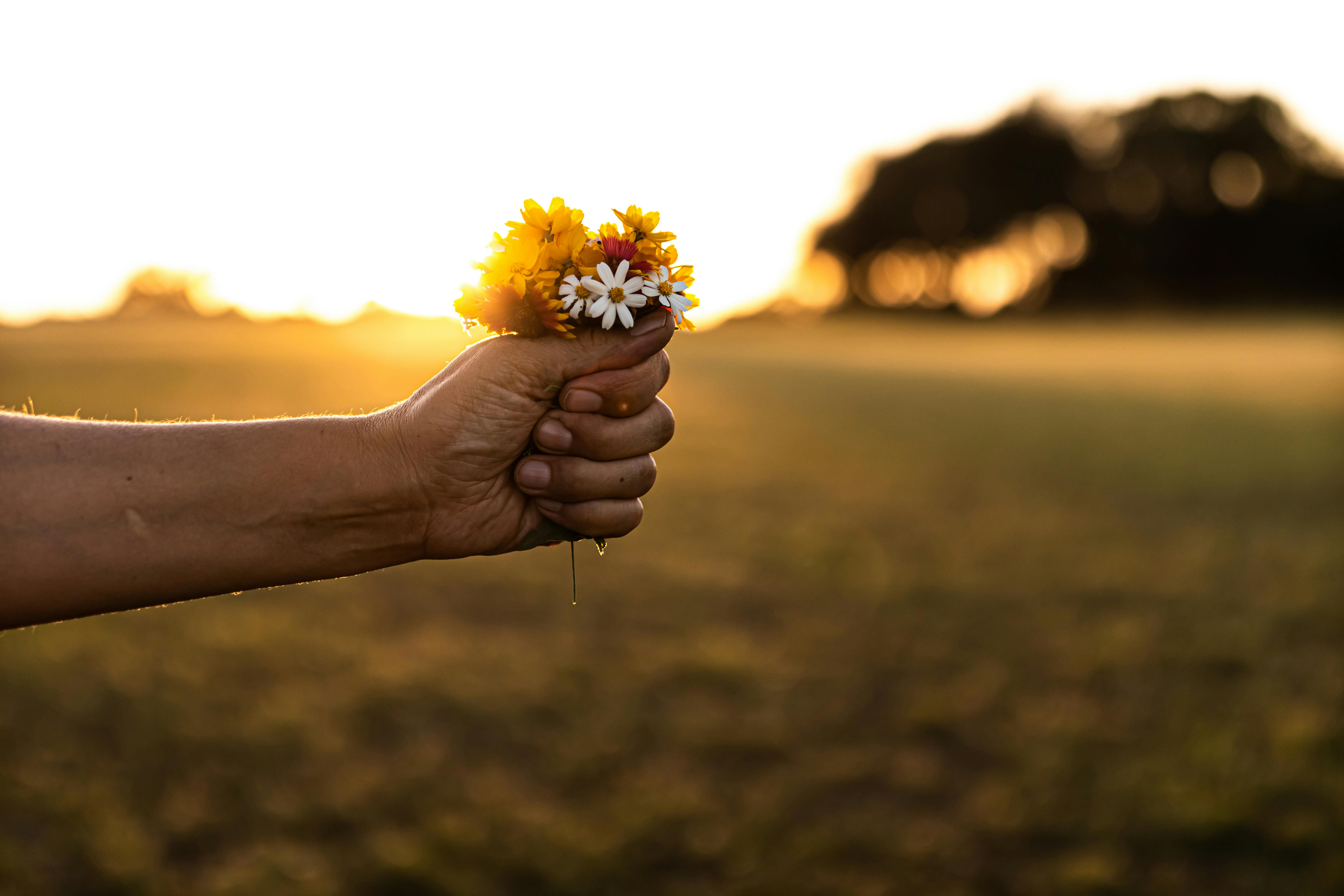 Person Holding Flowers in Close Up Photography · Free Stock Photo