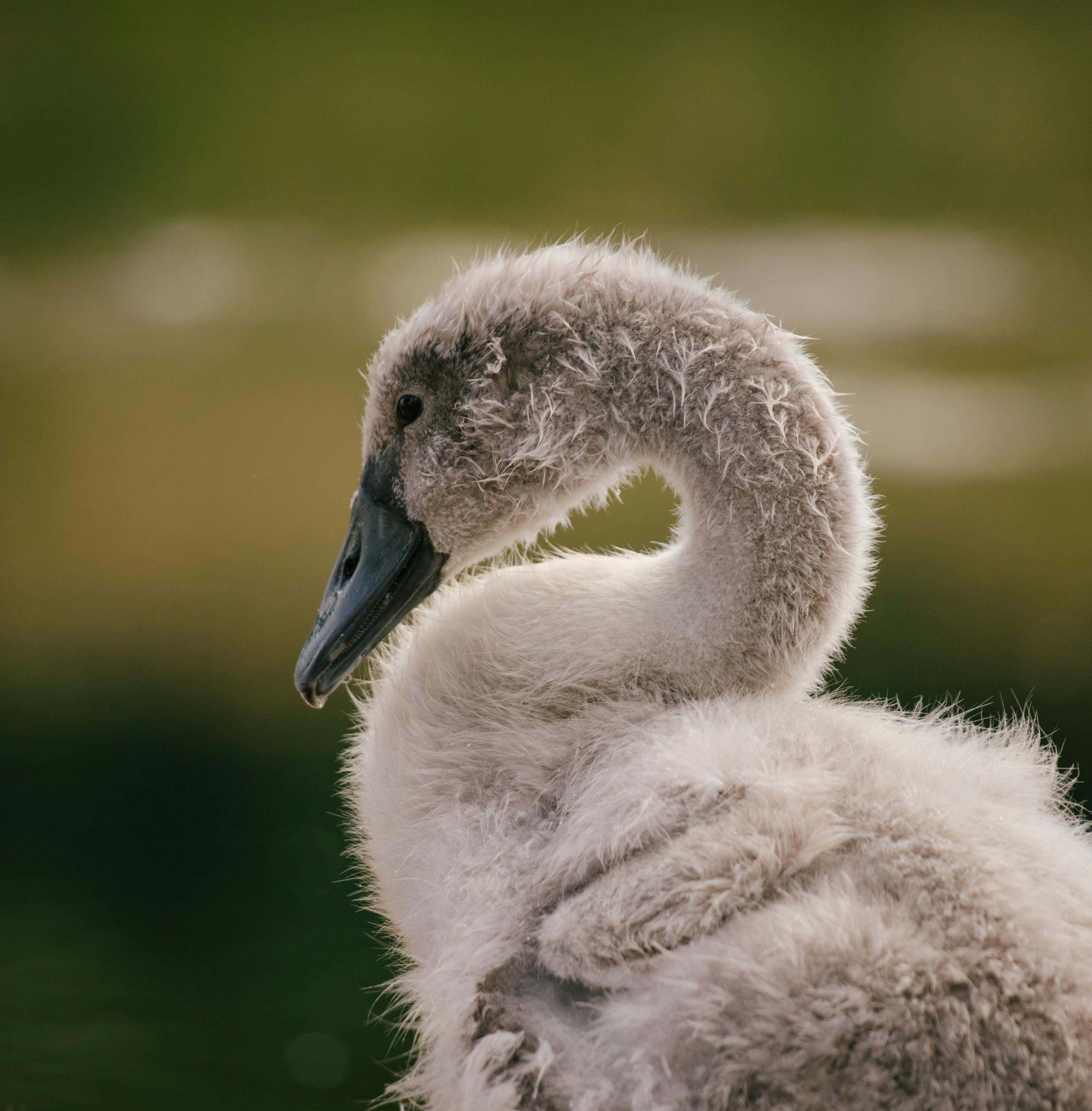 A Swan on a Pond during Fall · Free Stock Photo