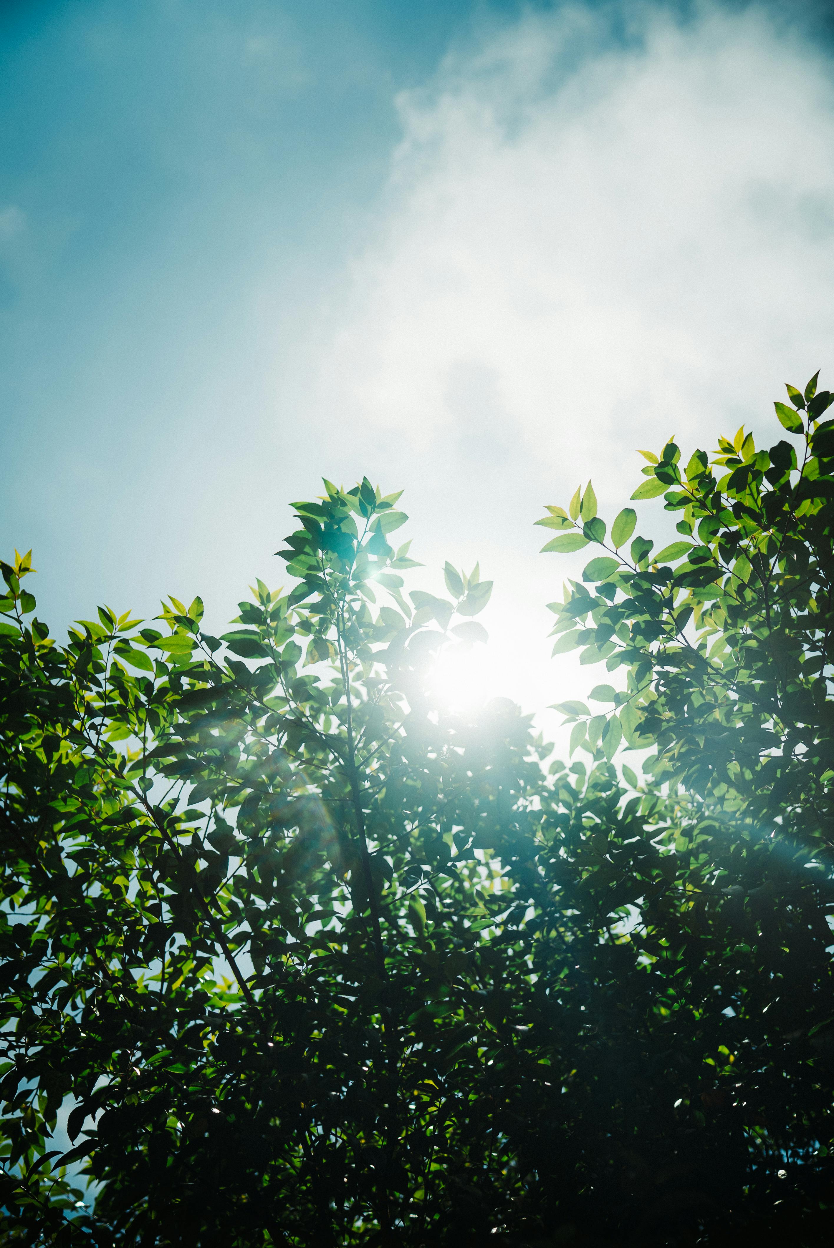 Sorghum Tree Photos, Download Free Sorghum Tree Stock Photos & HD Images