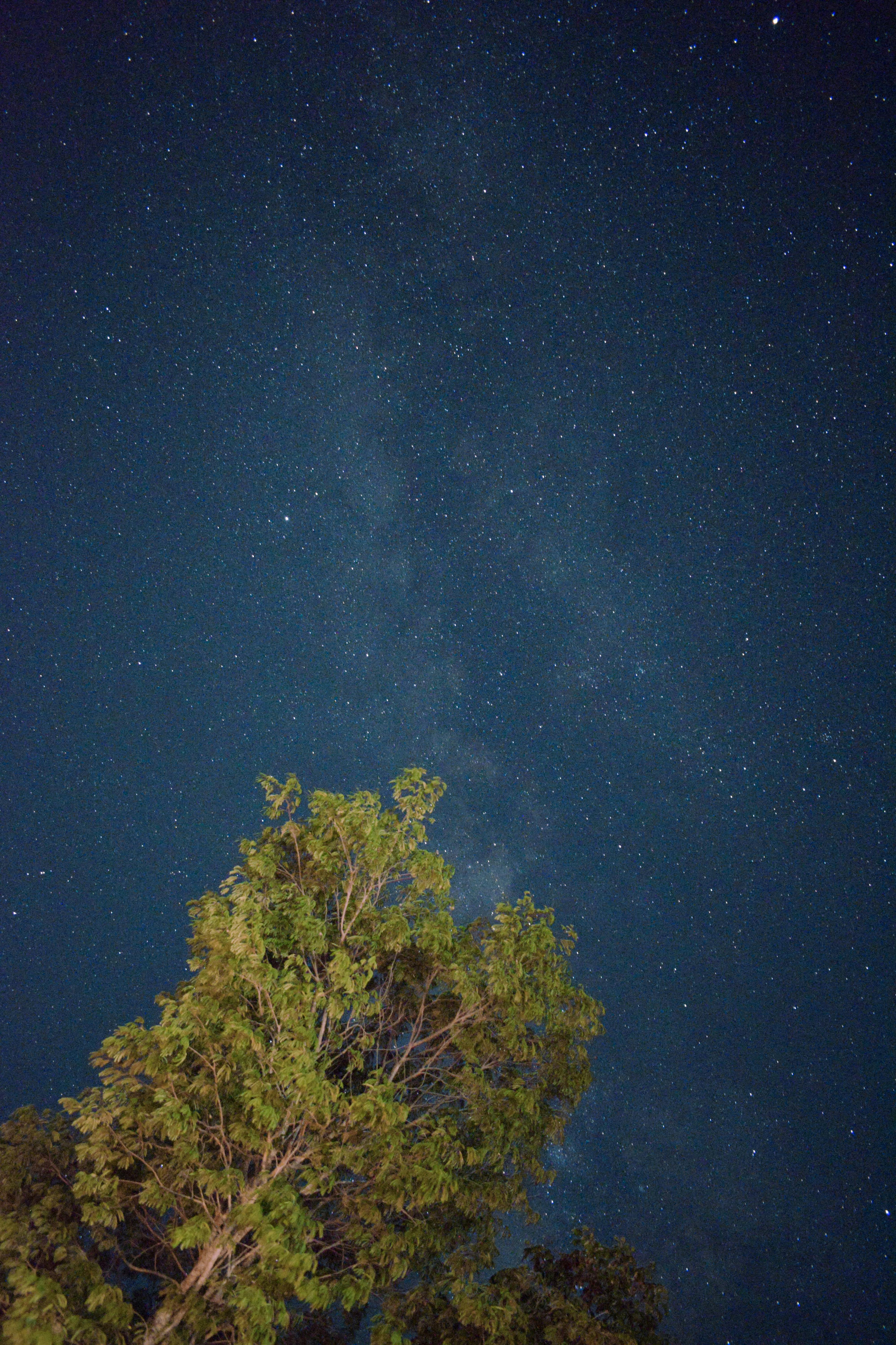 Starry Sky over a Tree · Free Stock Photo