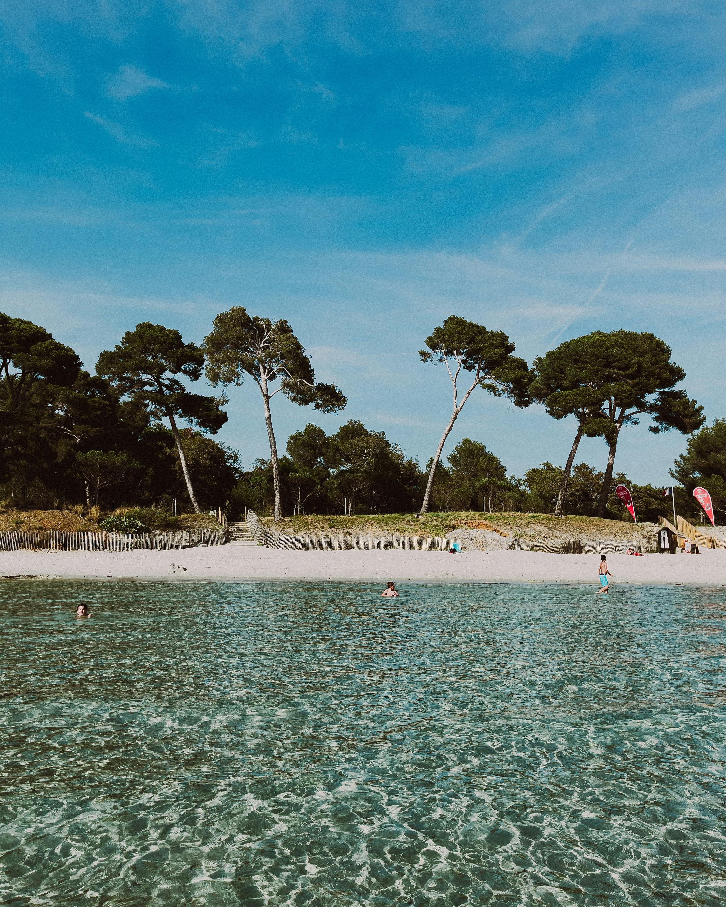 Trees near a Beach · Free Stock Photo