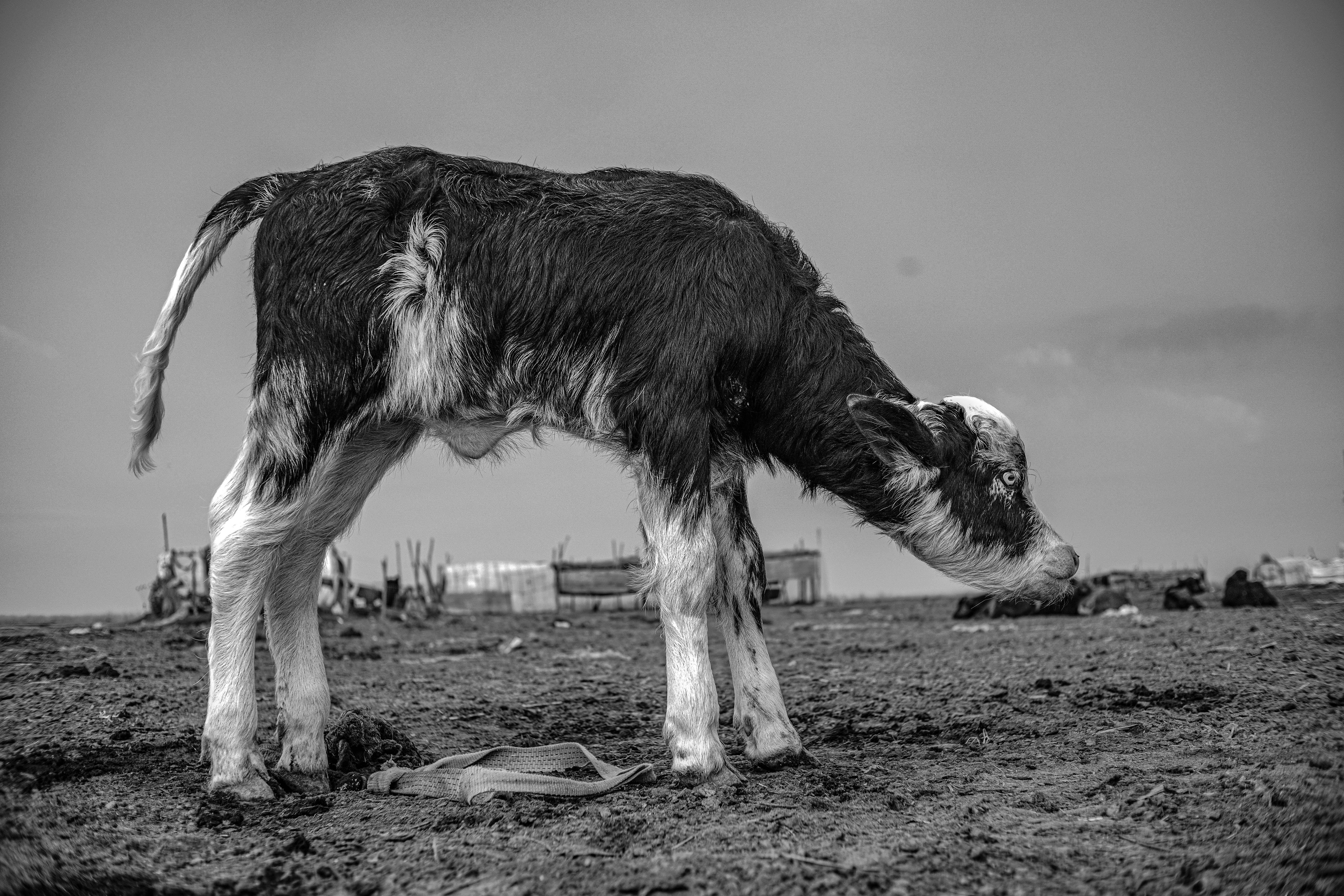 Grayscale Photo of Cow Standing on a Field · Free Stock Photo