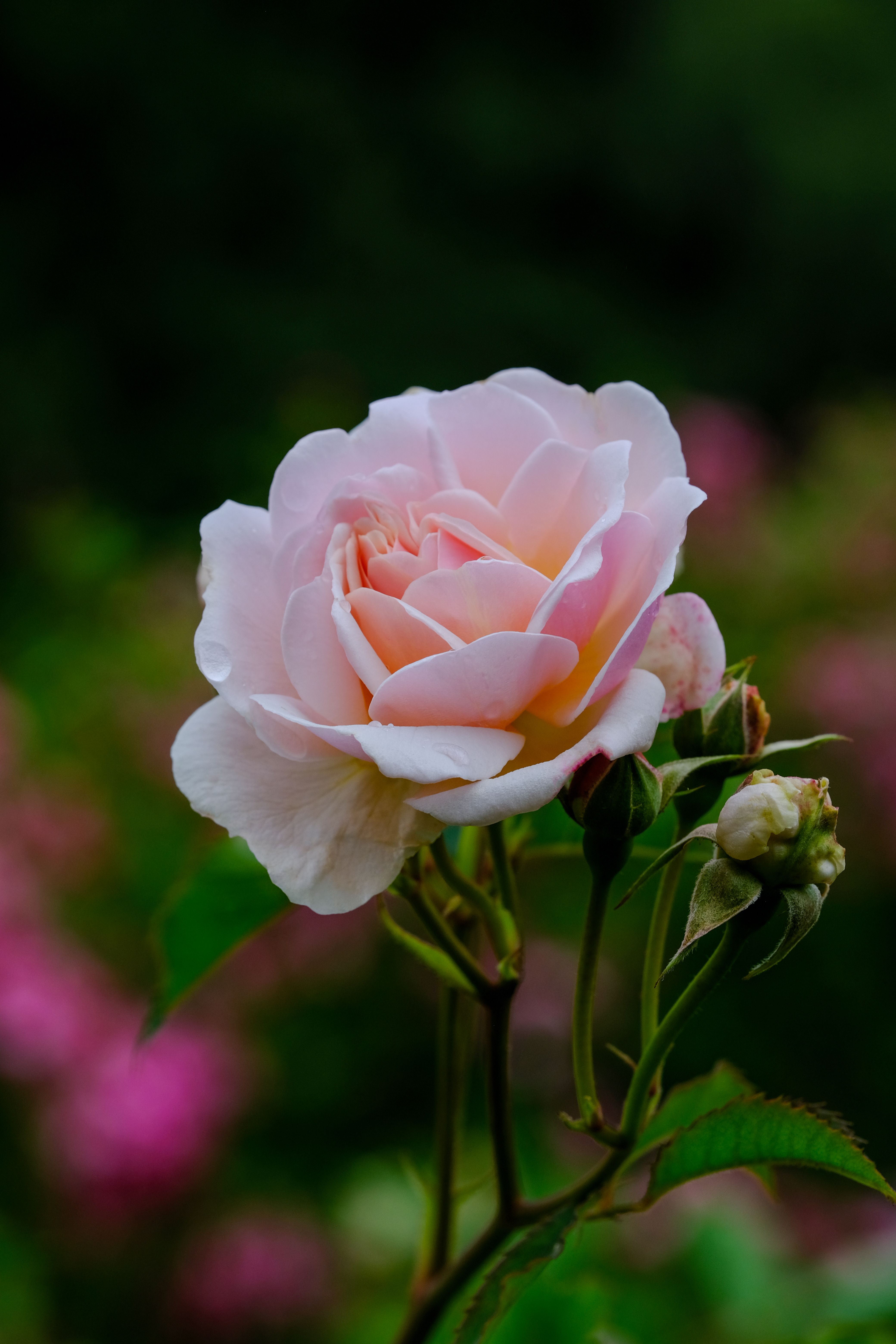 Close Up Shot of a Pink Rose · Free Stock Photo