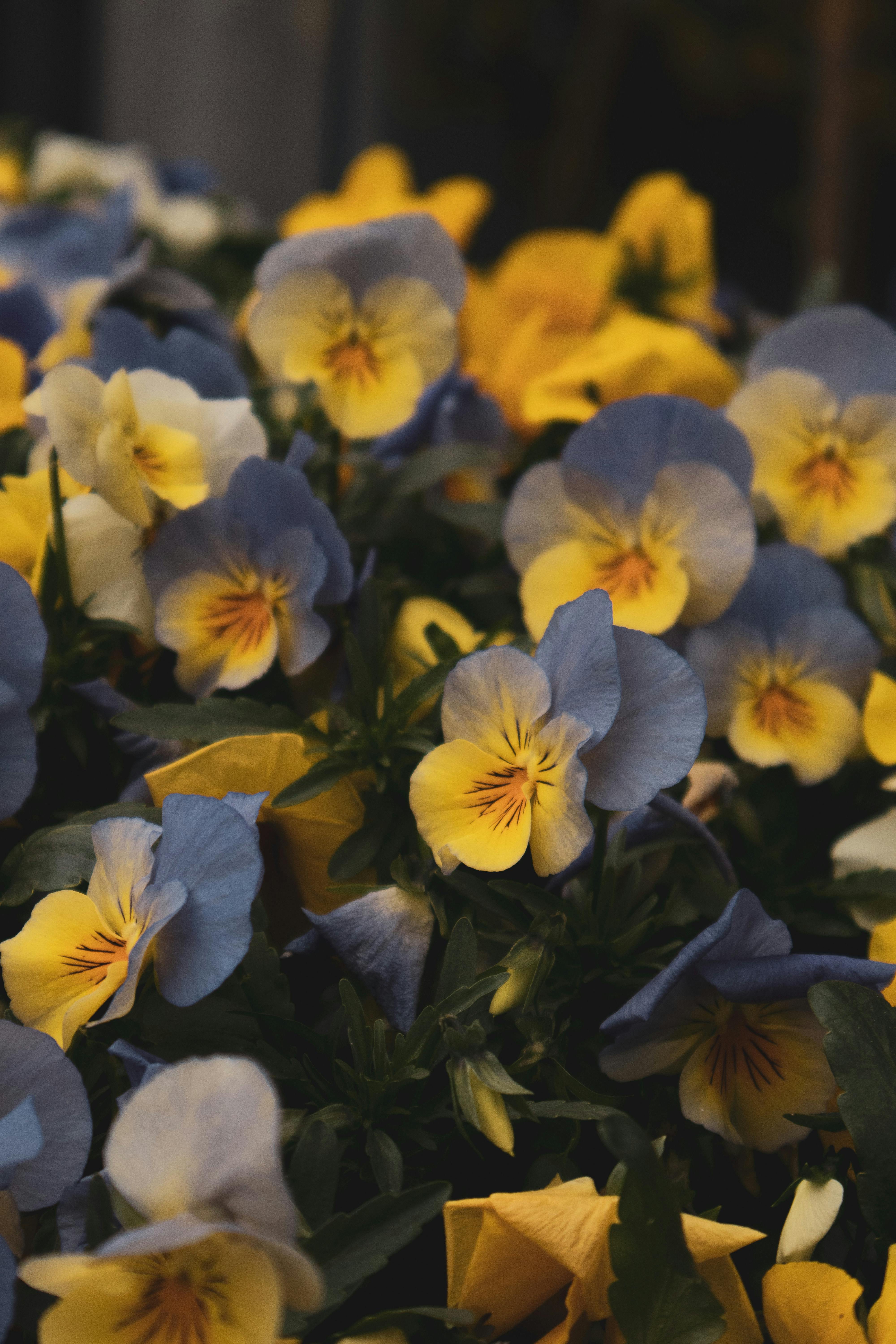Bicolored Flowers Photos, Download The BEST Free Bicolored Flowers ...