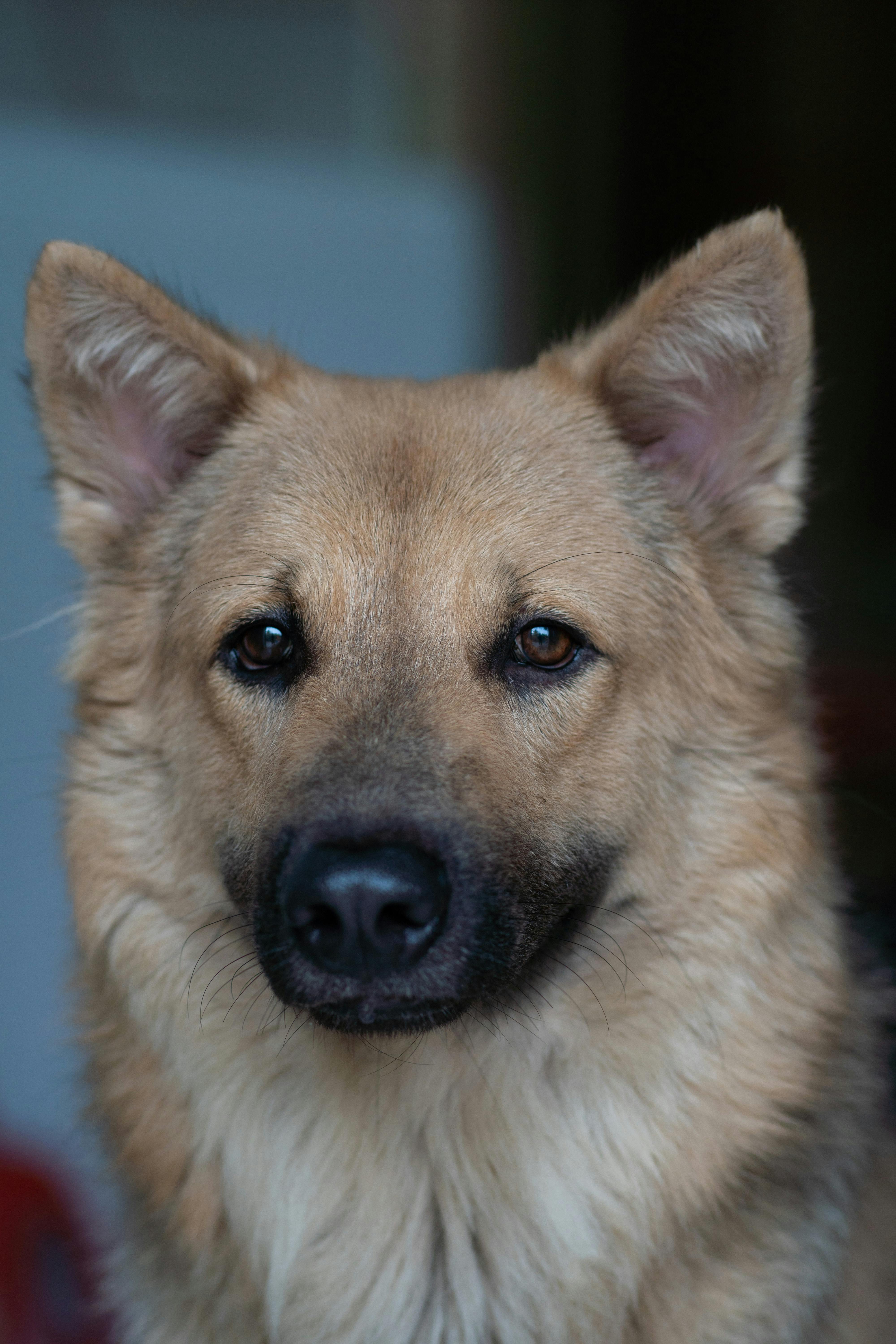 Photo of a Dog · Free Stock Photo