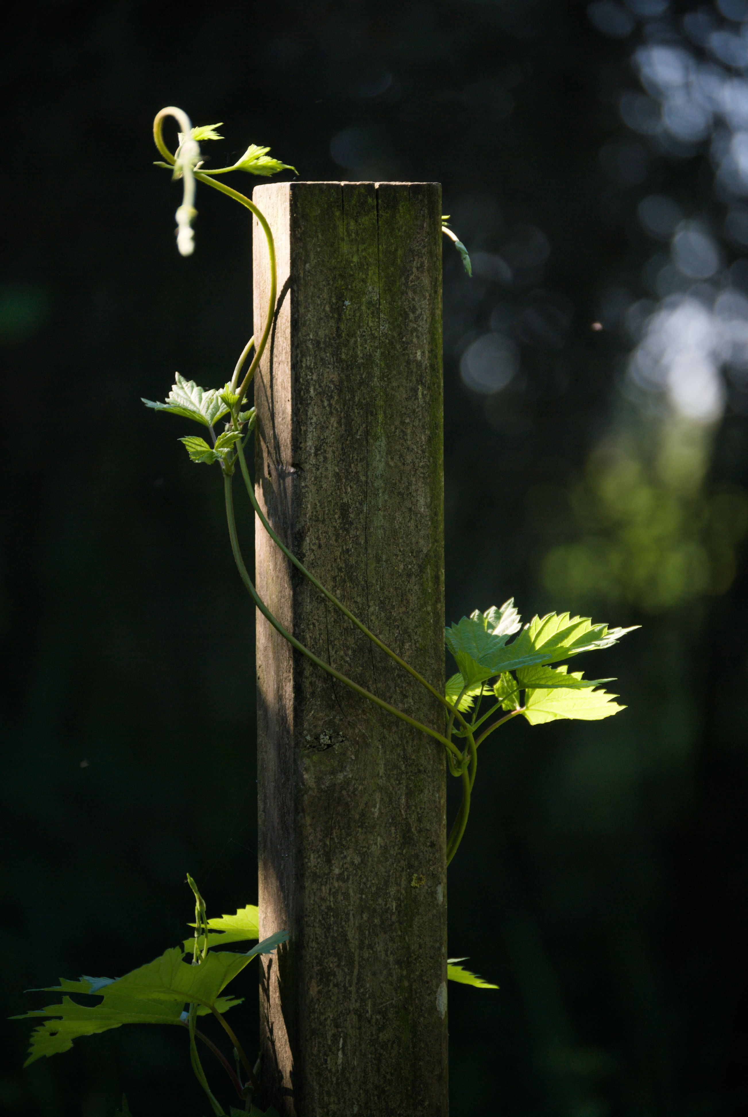 Climbing Plant with Green Leaves · Free Stock Photo