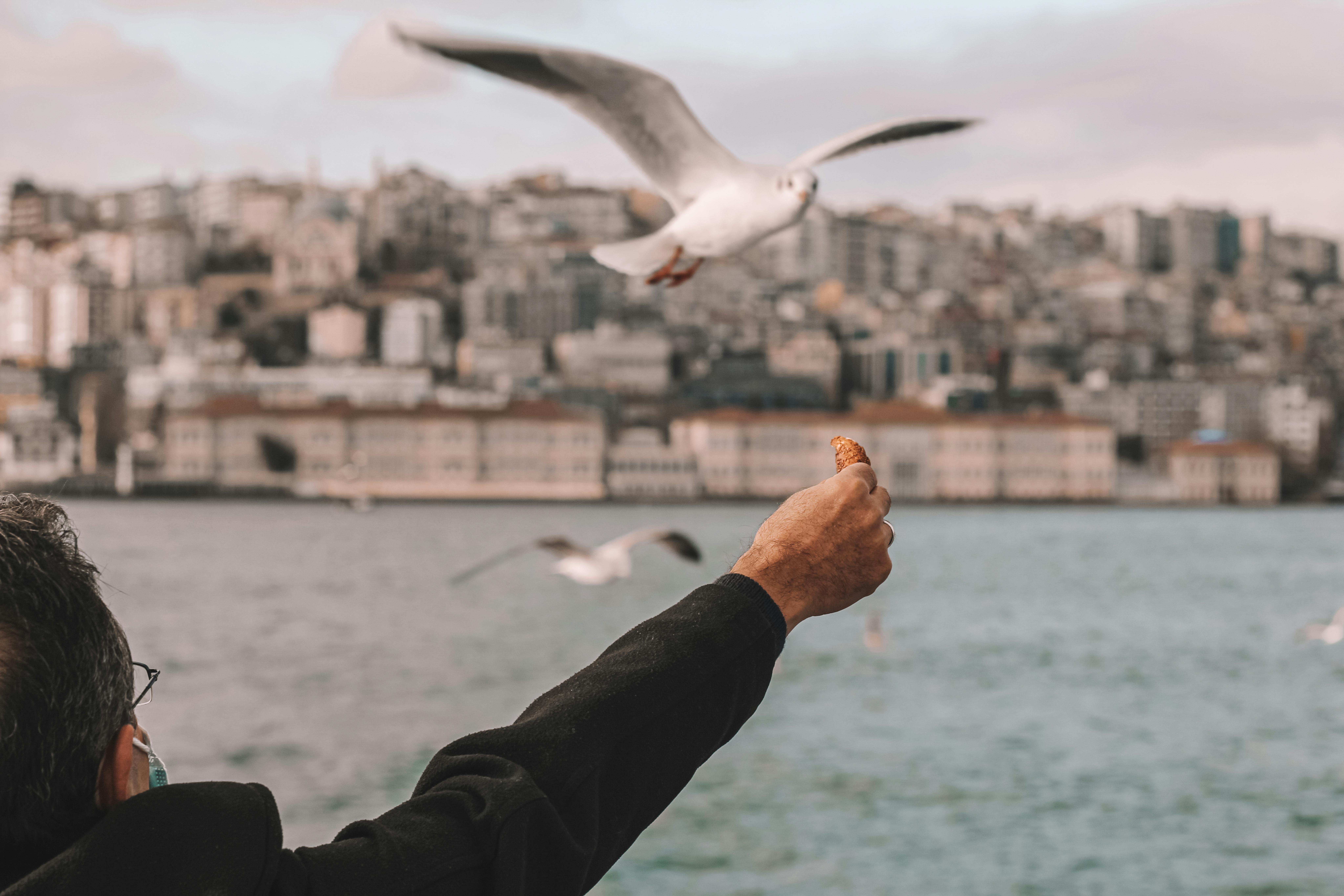 Close-up of Seagull · Free Stock Photo