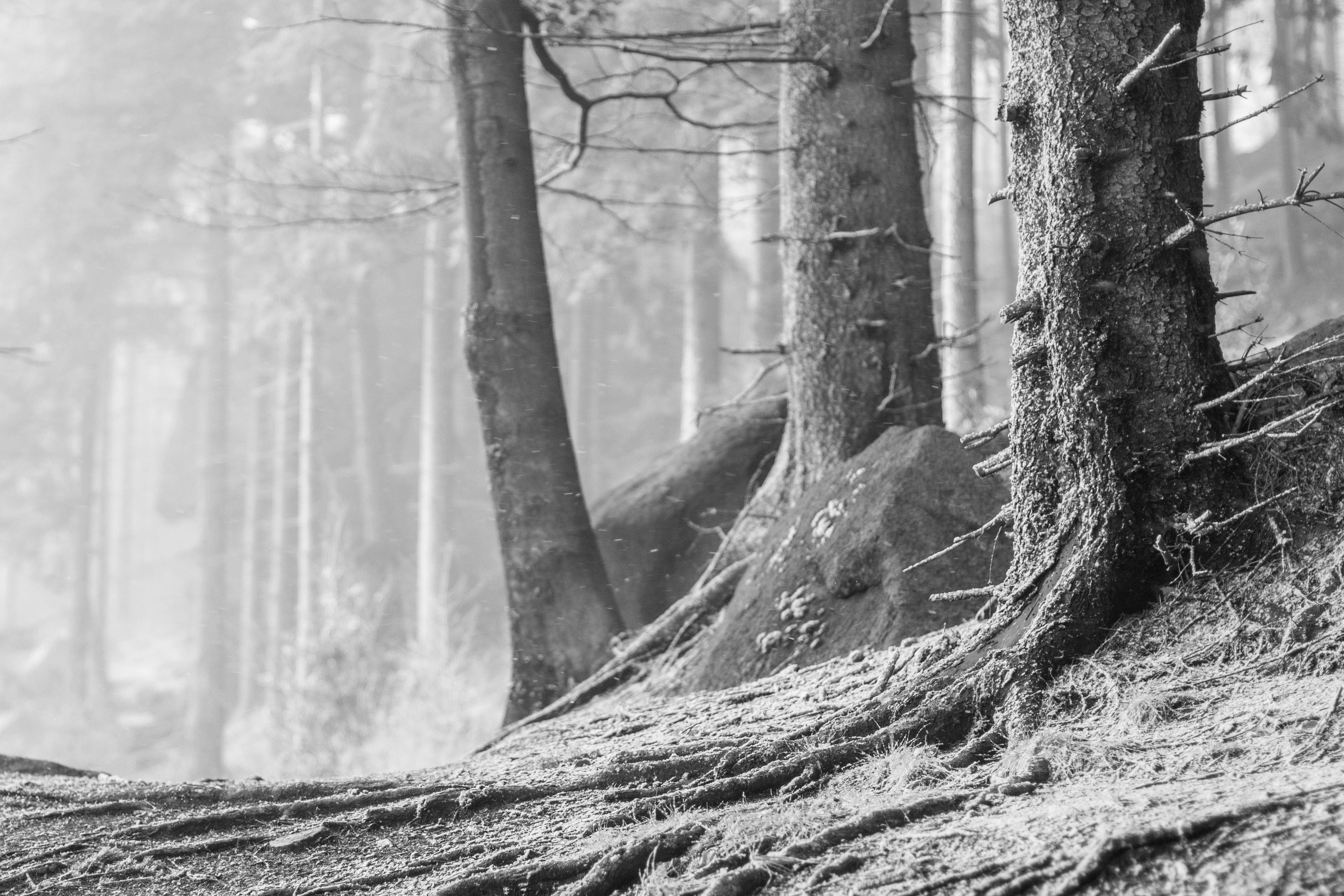 Grayscale Photo of a Tree · Free Stock Photo