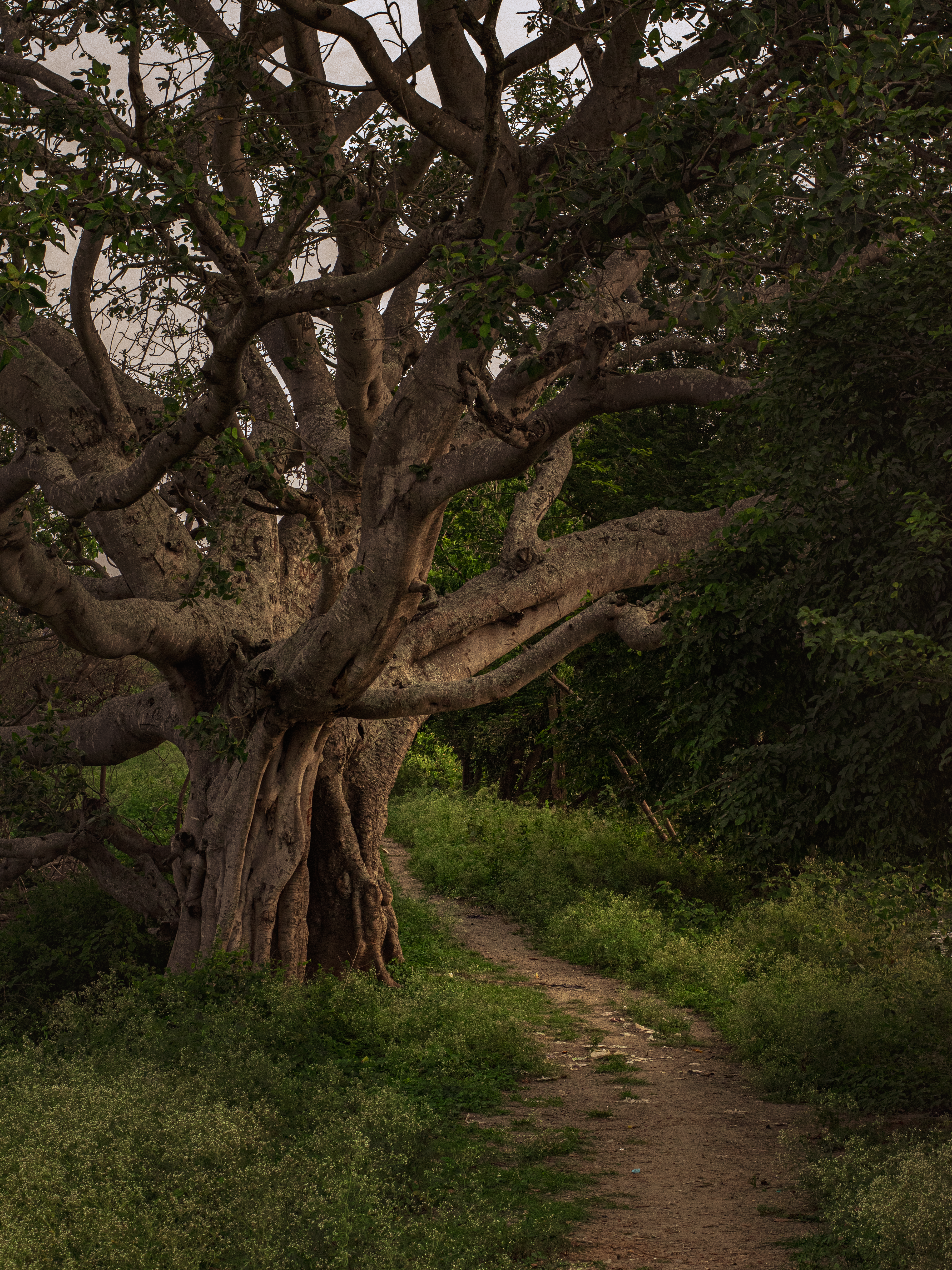View of a Tree on the Forest · Free Stock Photo