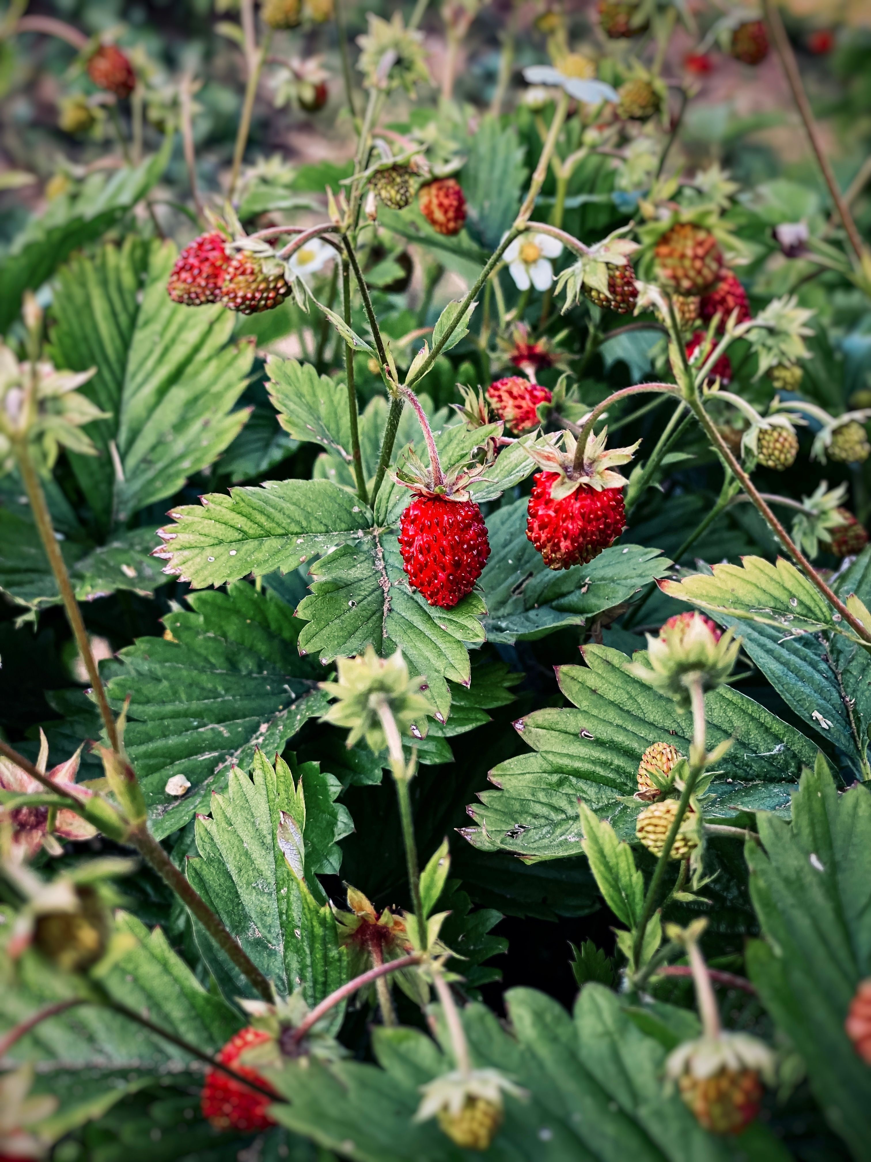 Photo of a Raspberry Branch · Free Stock Photo