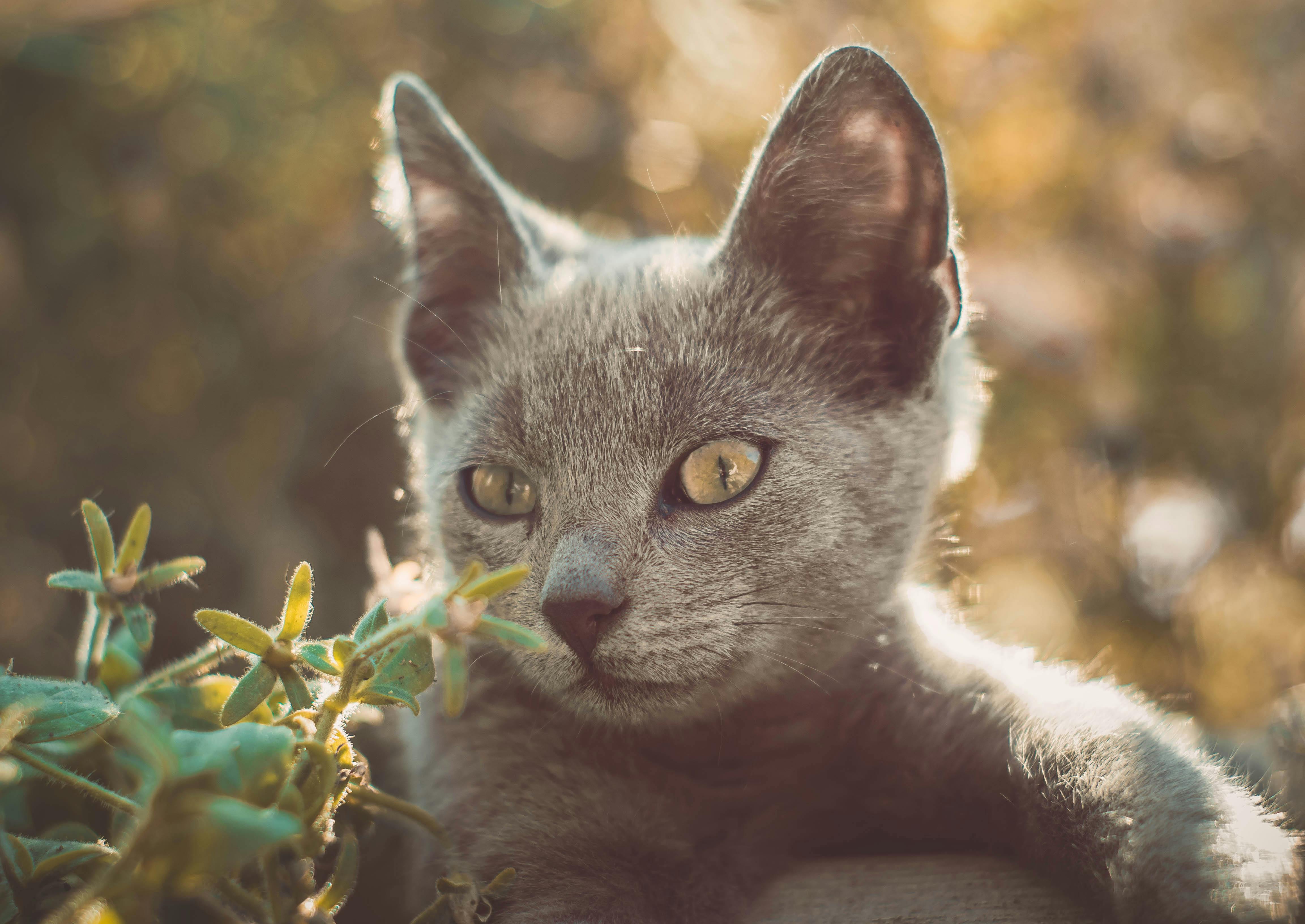 Chartreux Photos, Download The BEST Free Chartreux Stock Photos & HD Images