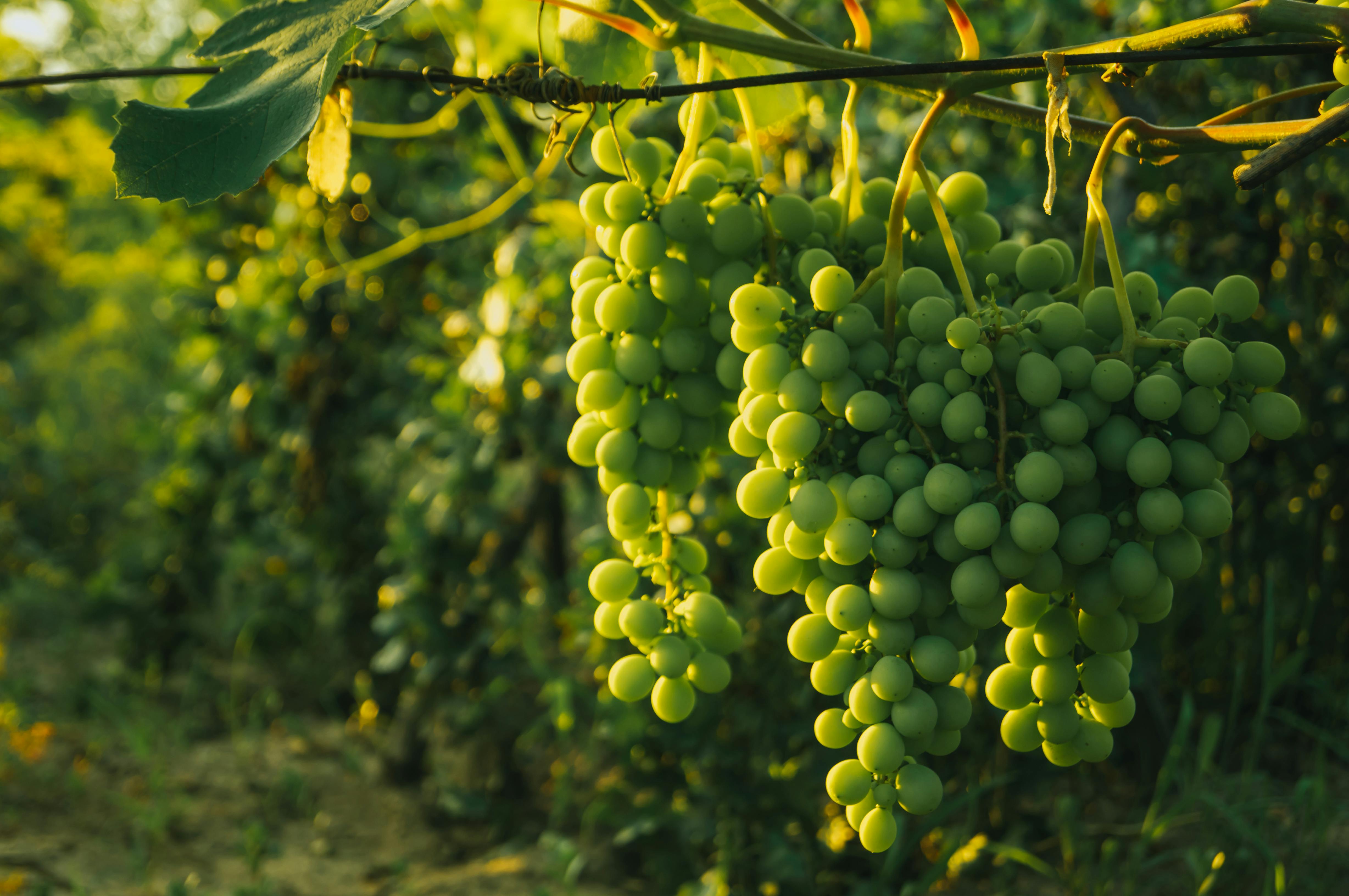 White Grapes Growing on Vines · Free Stock Photo