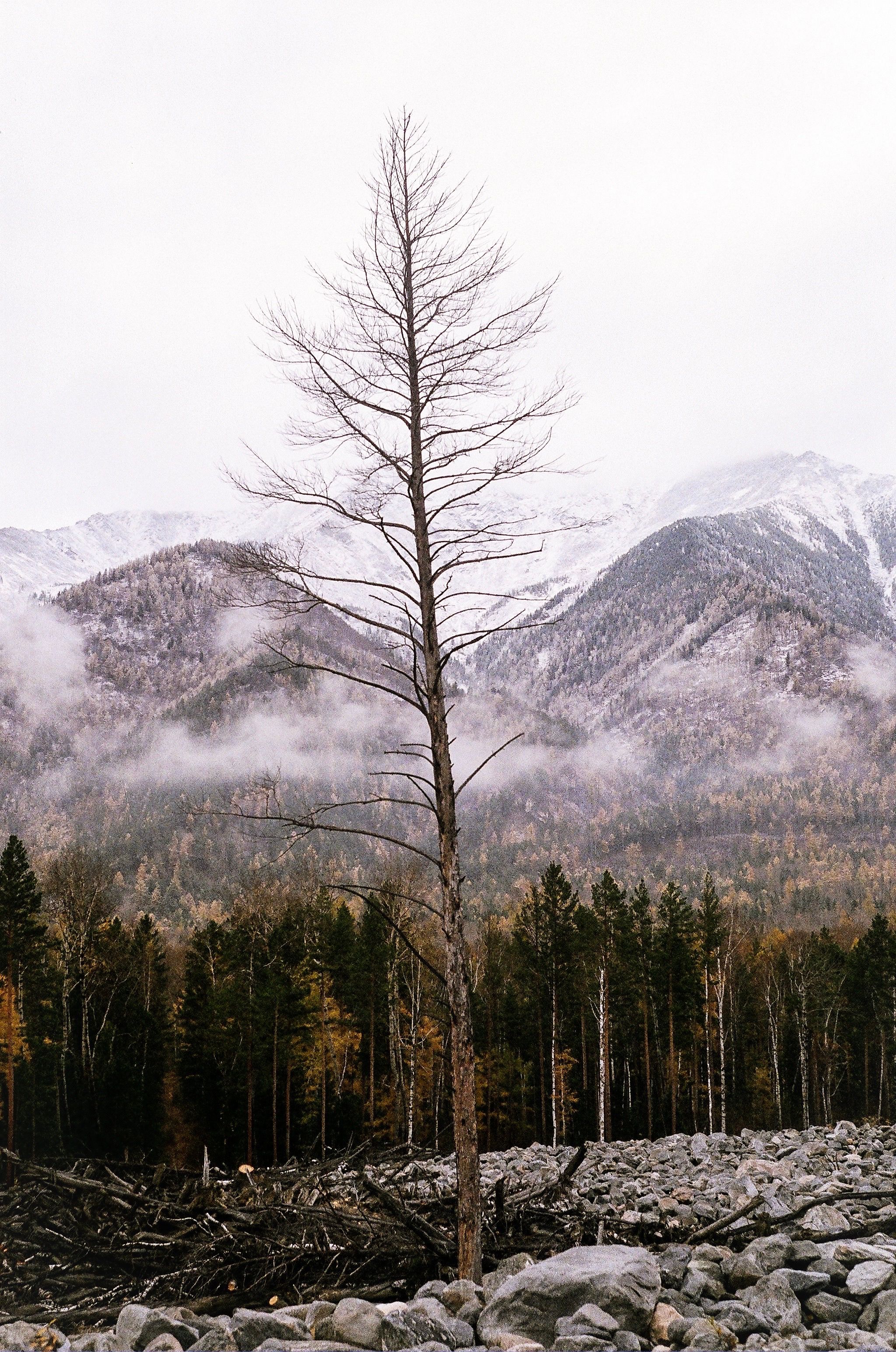 Naked Tree Growing in Wild Nature Landscape · Free Stock Photo