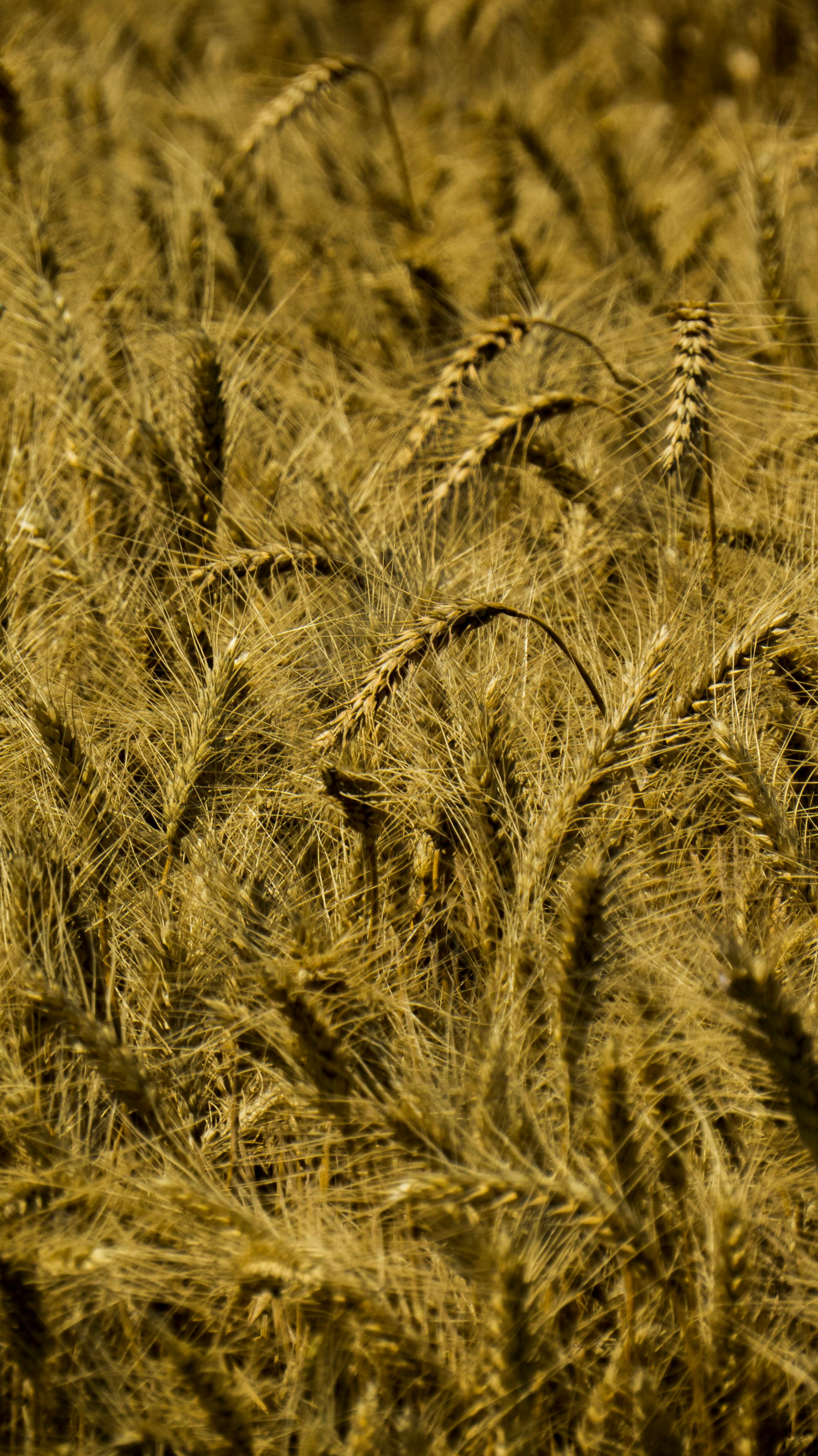 Close-up of Wheat Against Sunset · Free Stock Photo
