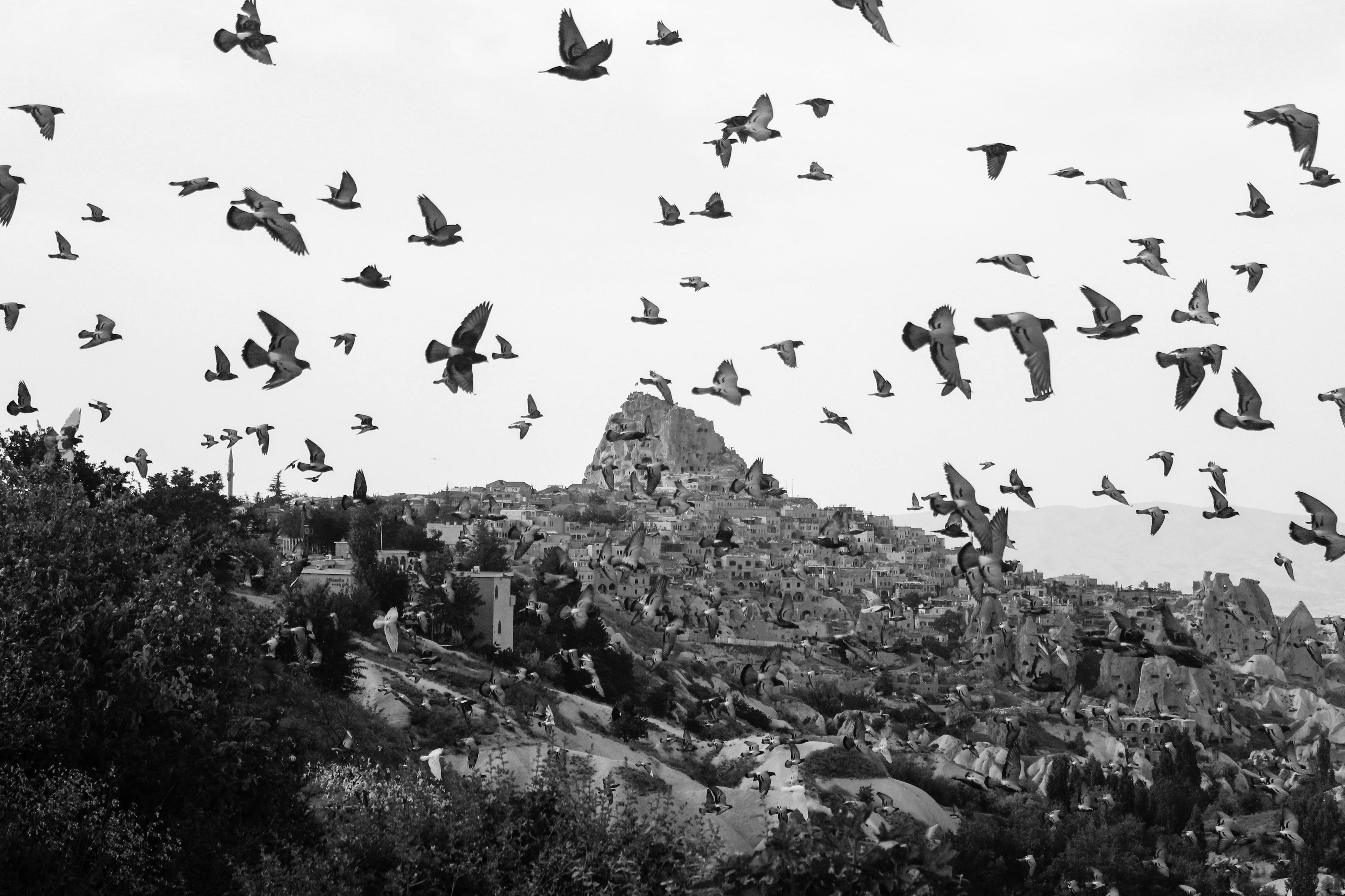 Grayscale Photo of Birds Flying · Free Stock Photo