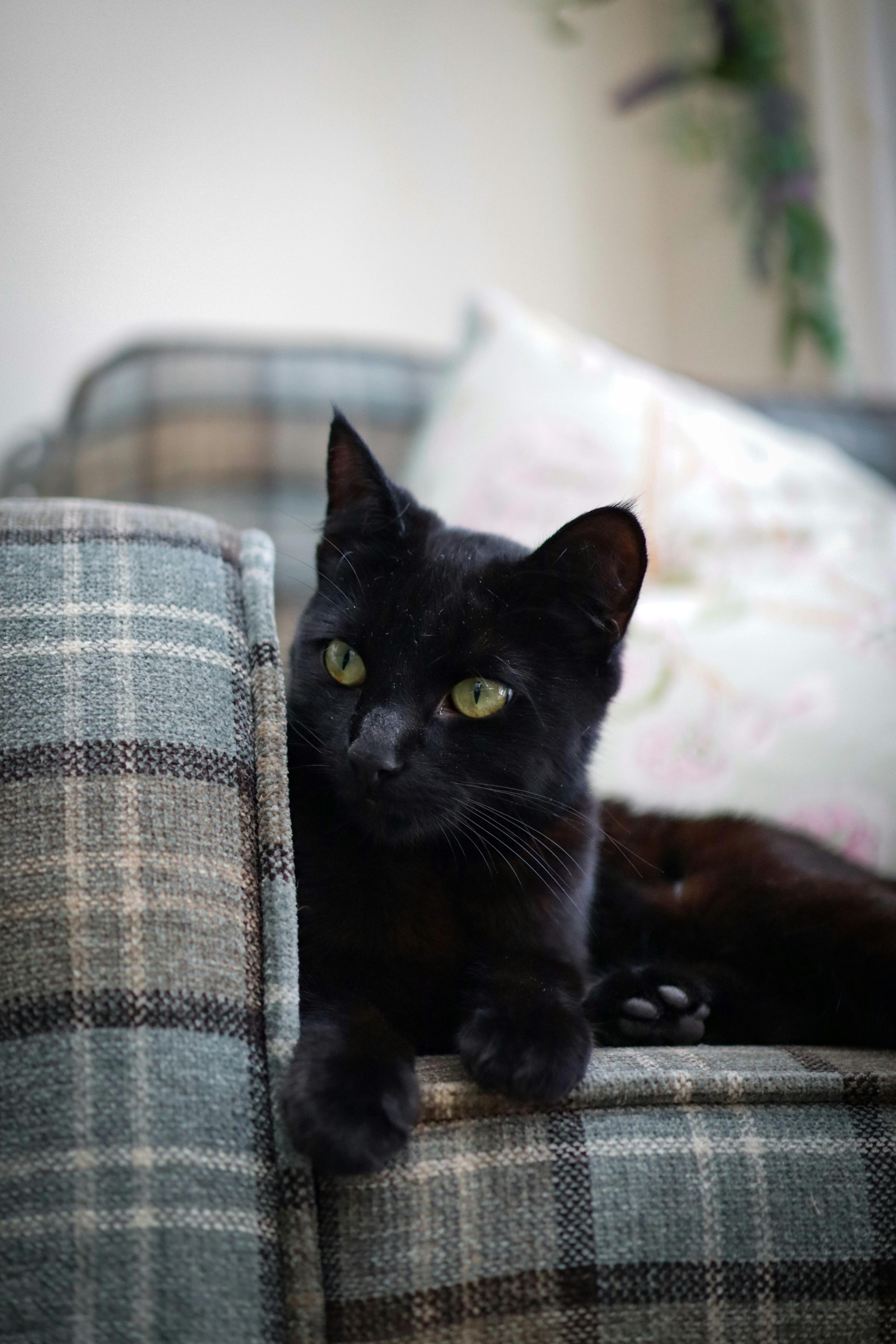 Black Cat Lying on Sofa · Free Stock Photo
