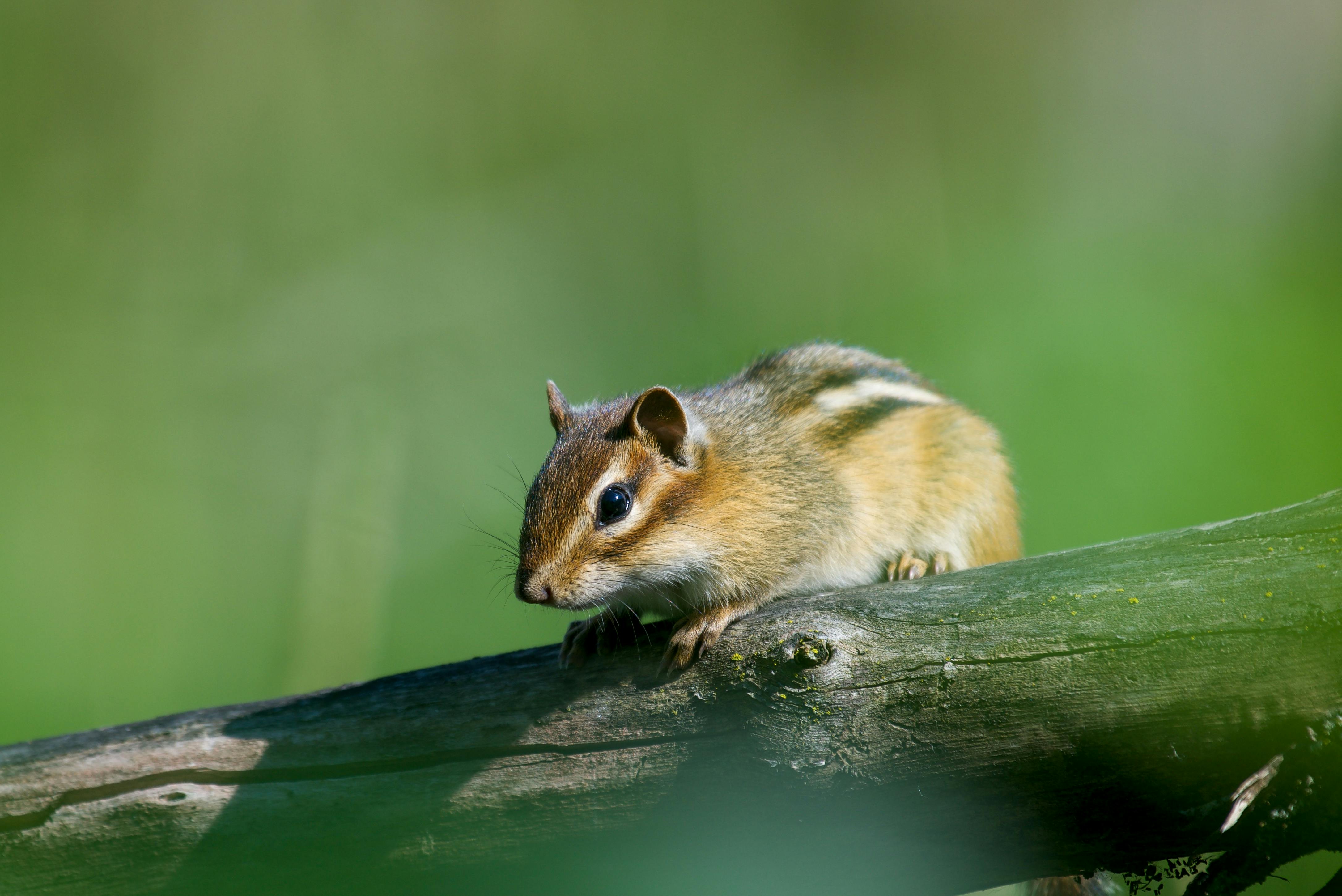 Chipmunk Sitting on Branch · Free Stock Photo
