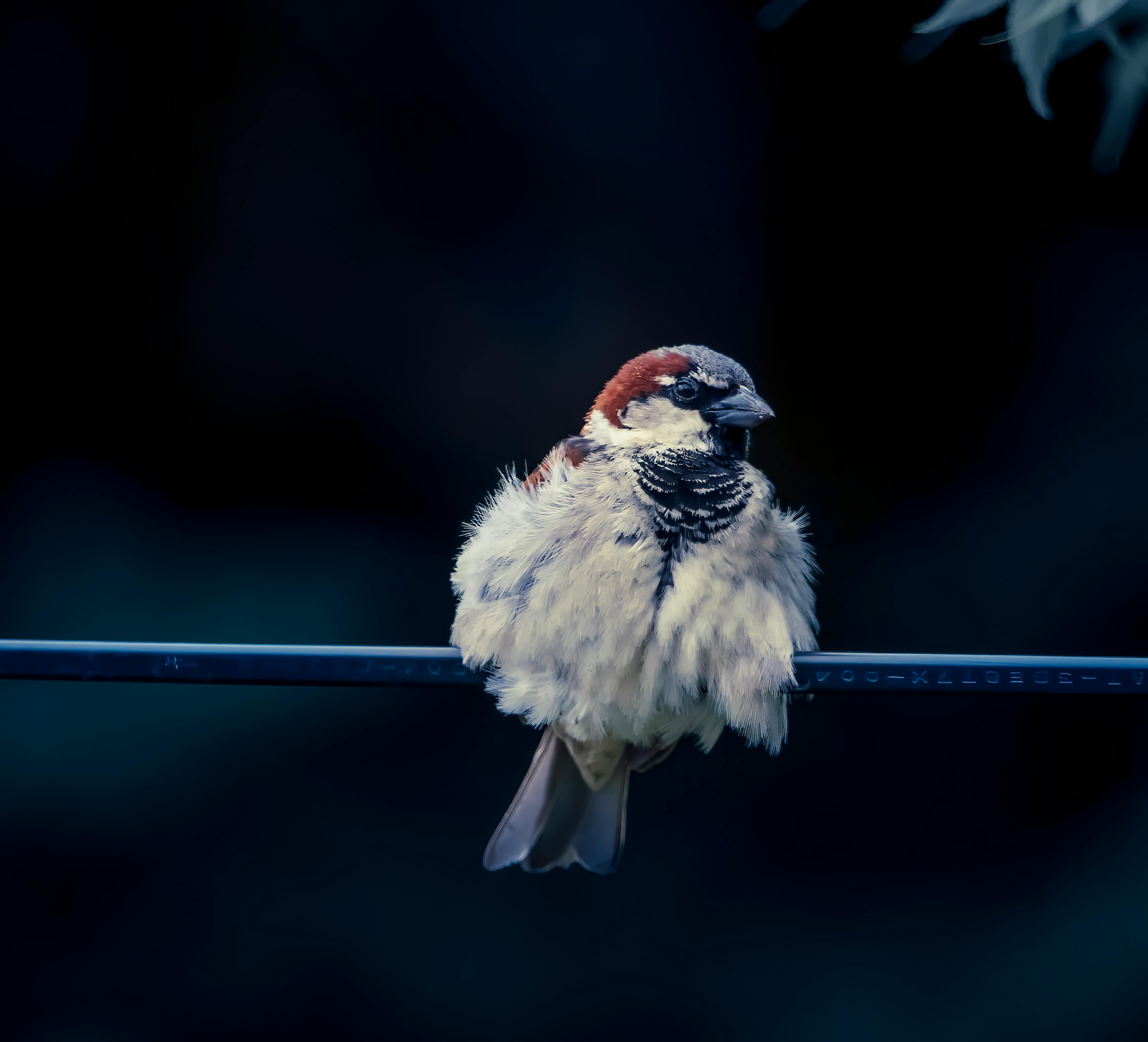 Close up of Bird · Free Stock Photo