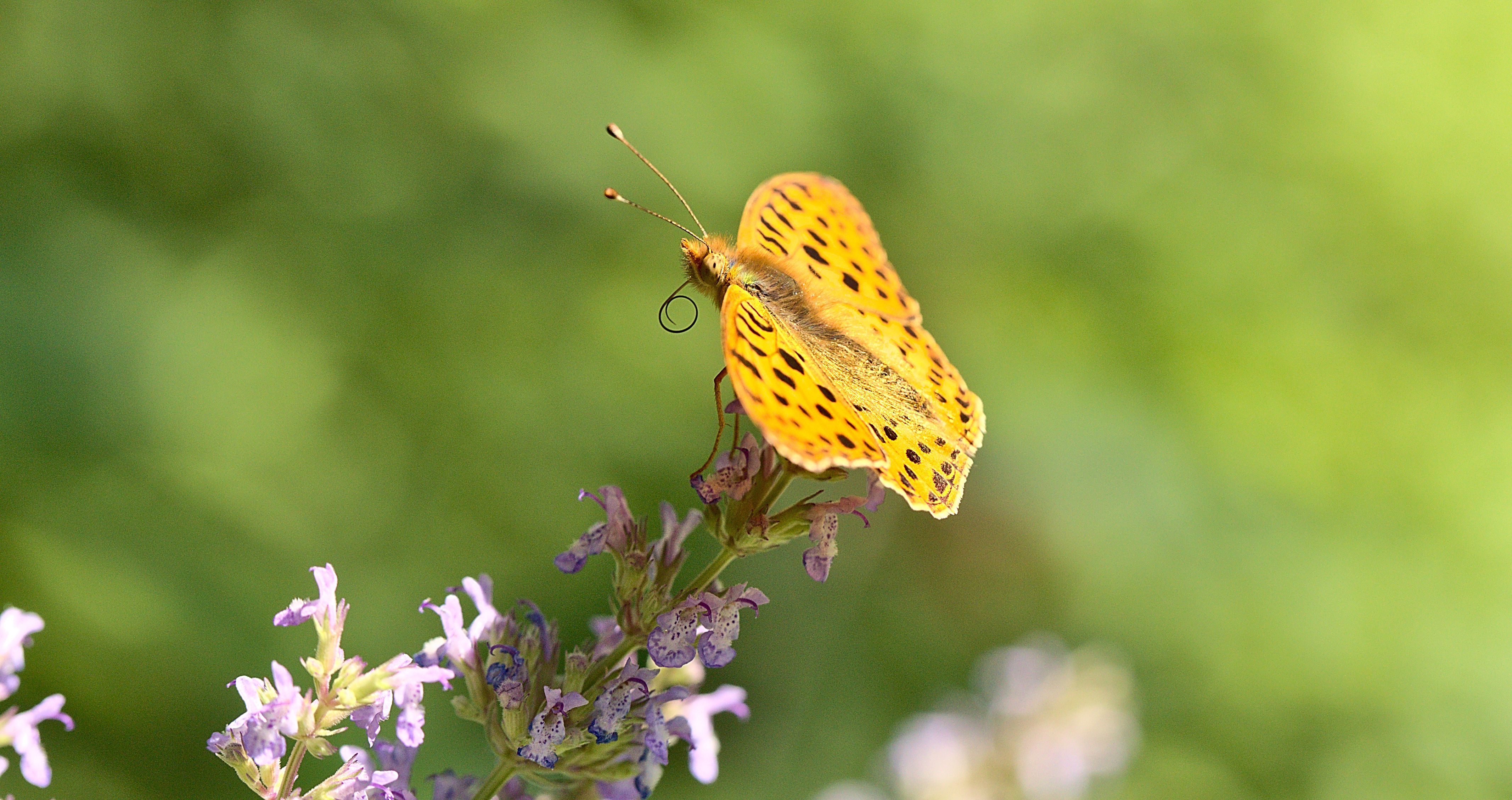 Common Blue Butterflies · Free Stock Photo