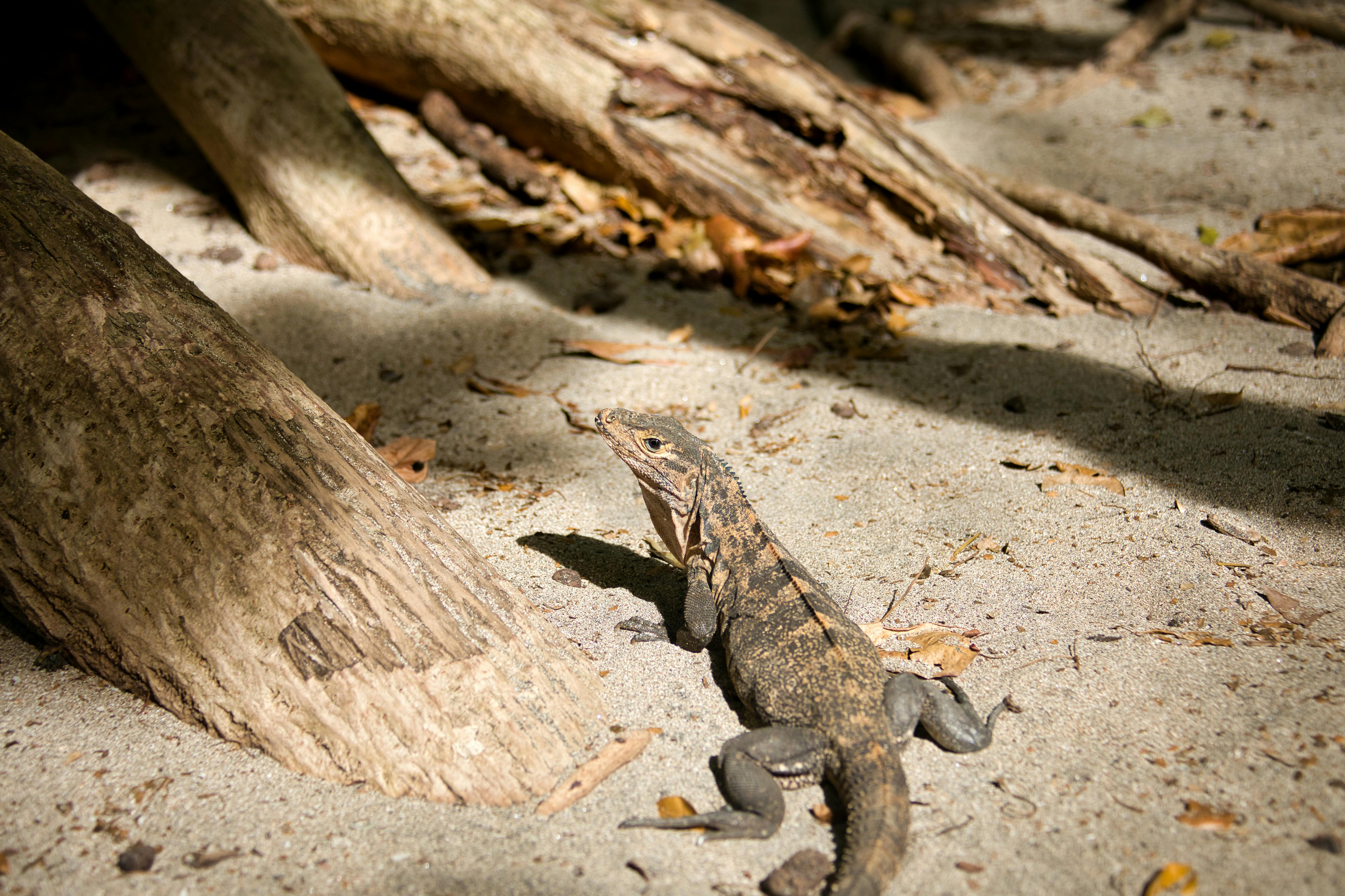 Mona Ground Iguana in Close-up View · Free Stock Photo