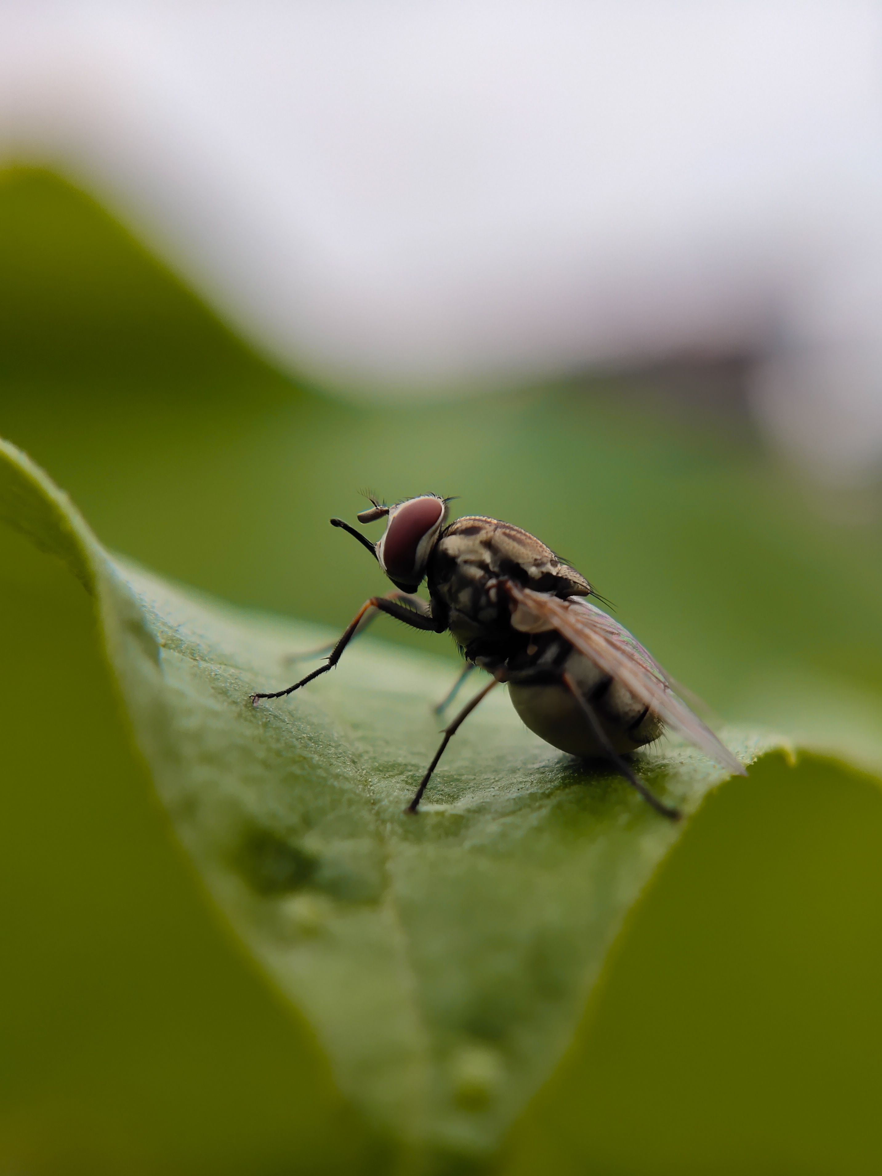 Close-Up Shot of a Cricket · Free Stock Photo