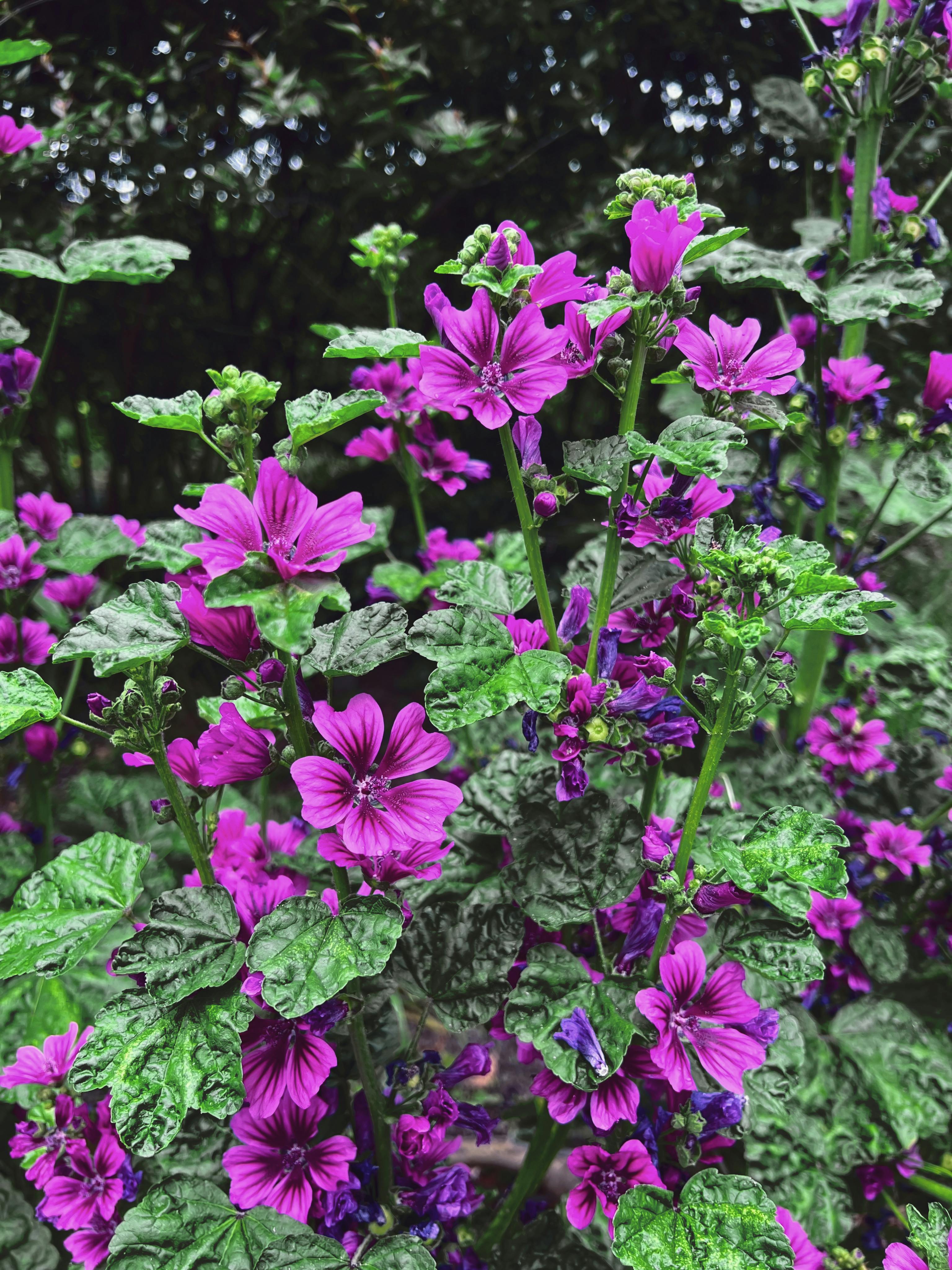 Magenta Photos, Download The BEST Free Magenta Stock Photos & HD Images