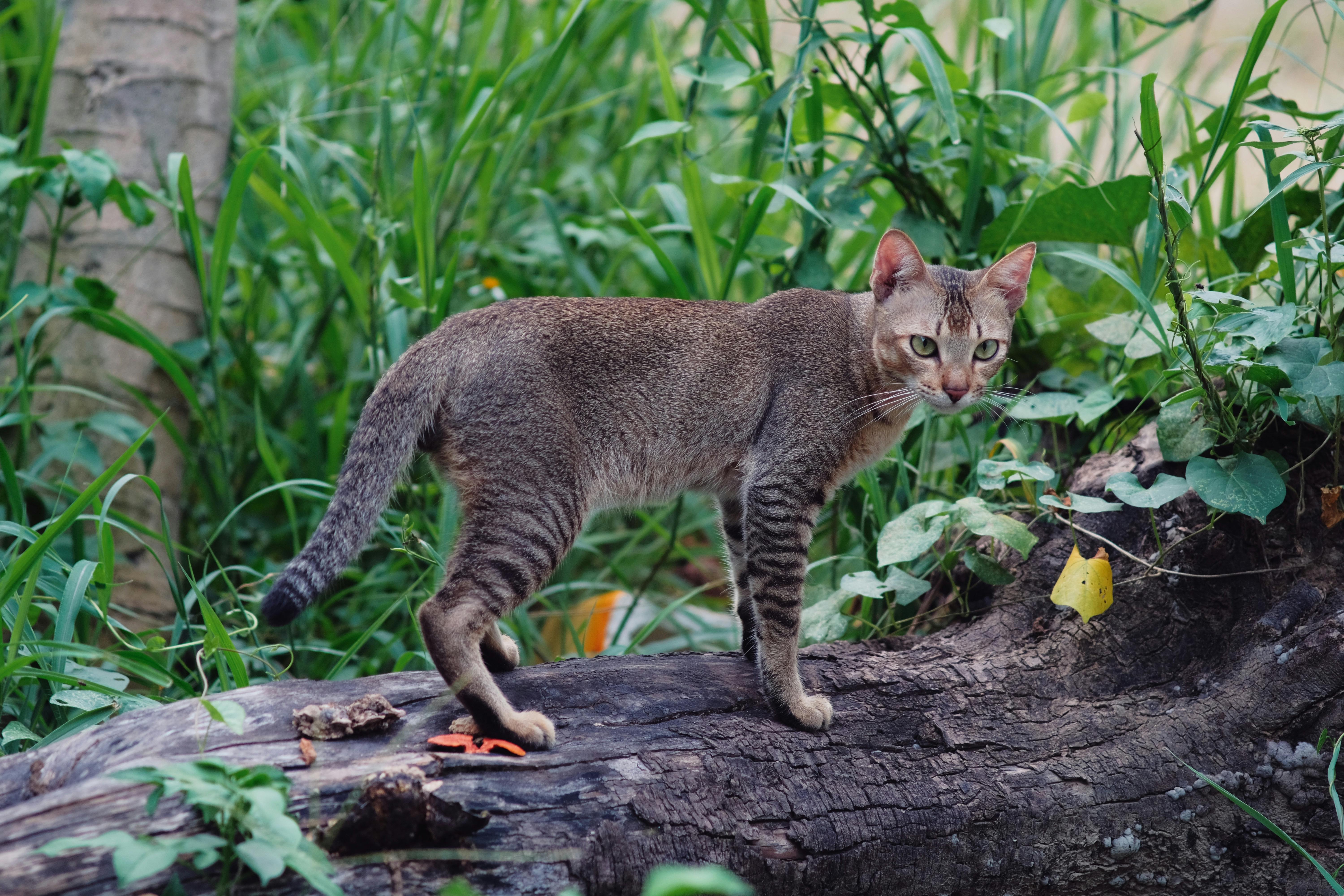 A Cat Standing on the Tree Log · Free Stock Photo