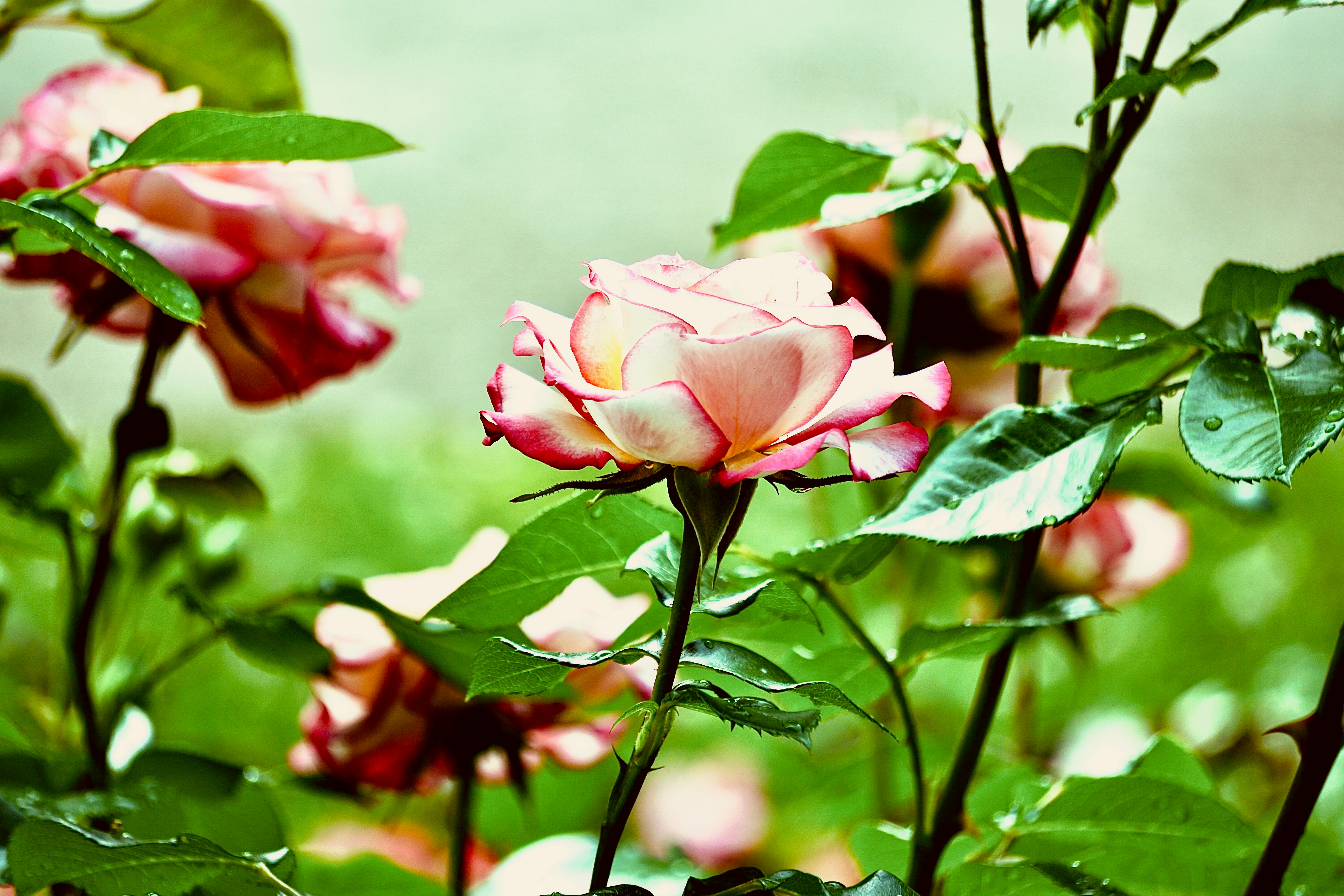Rose in Close Up Photography · Free Stock Photo
