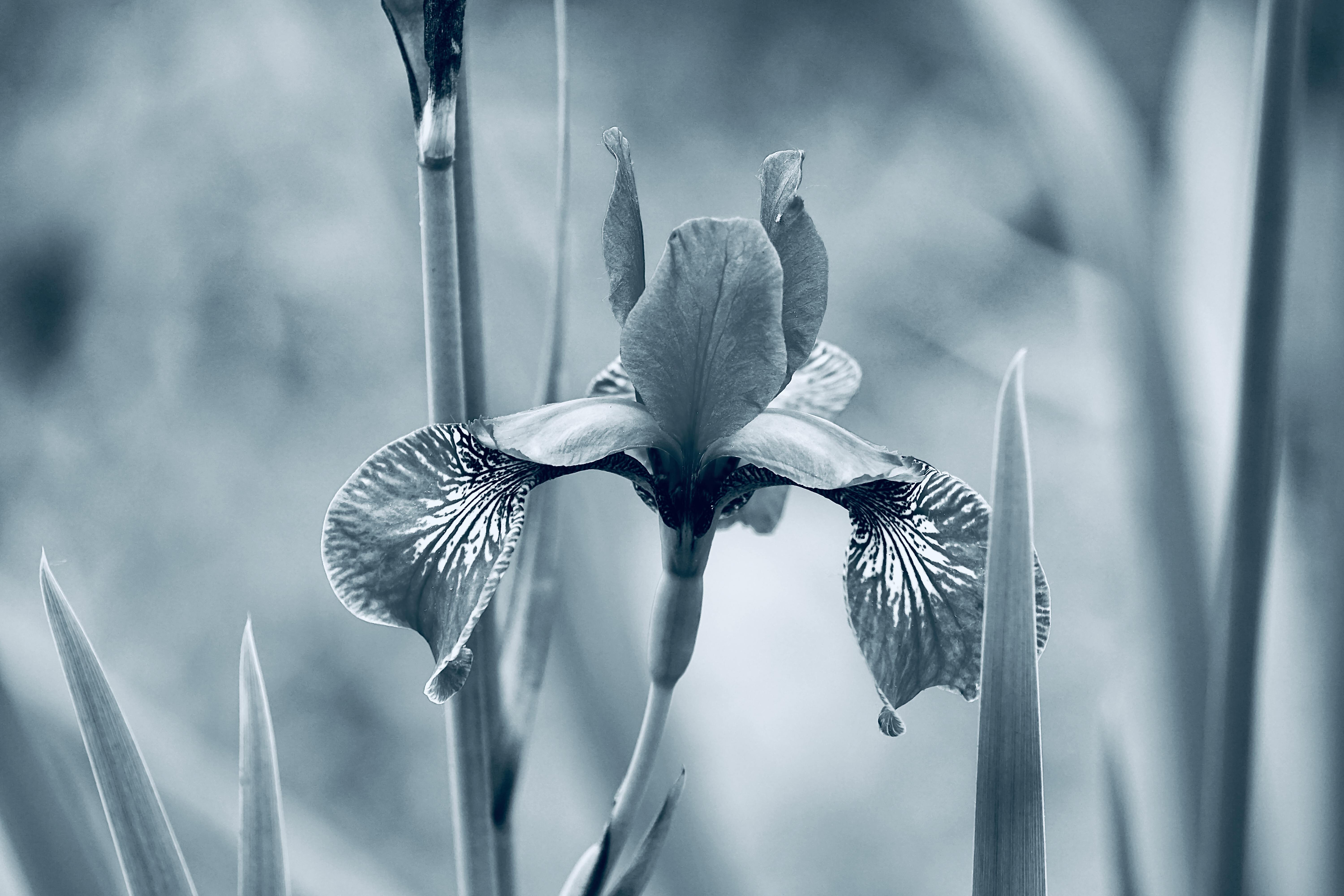 Grayscale Photo of a Plant · Free Stock Photo