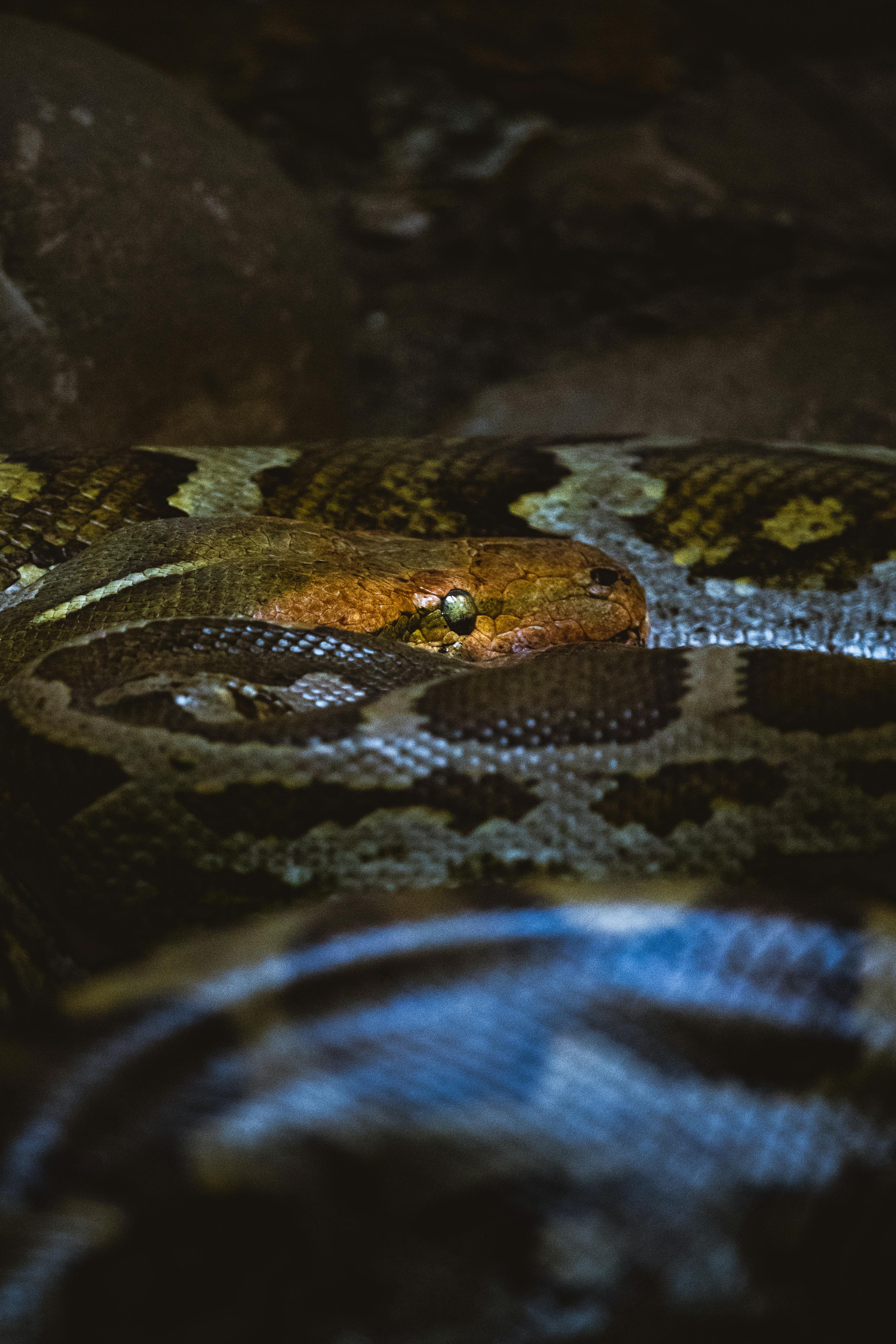 Brown Python · Free Stock Photo