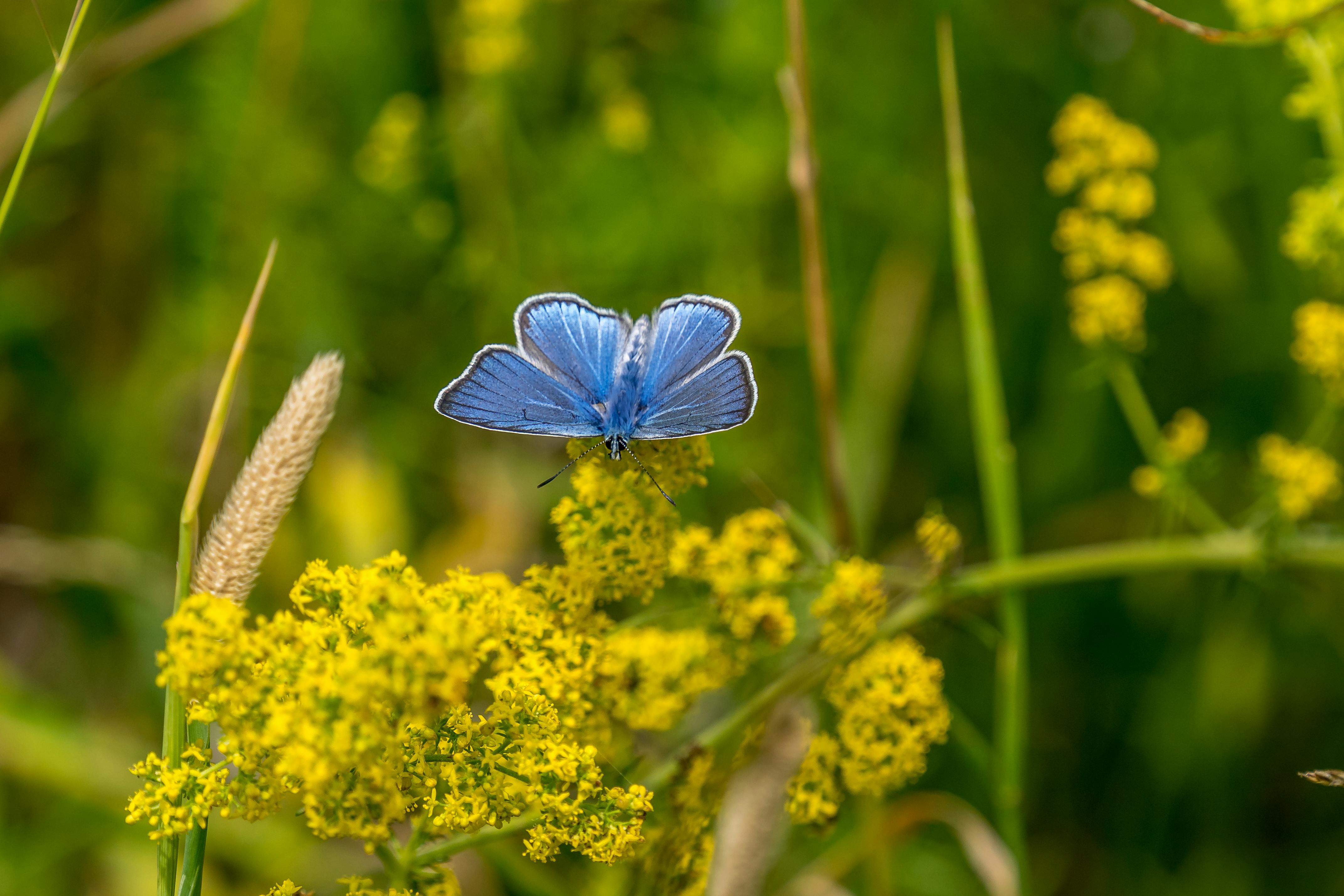A Common Blue Butterfly · Free Stock Photo