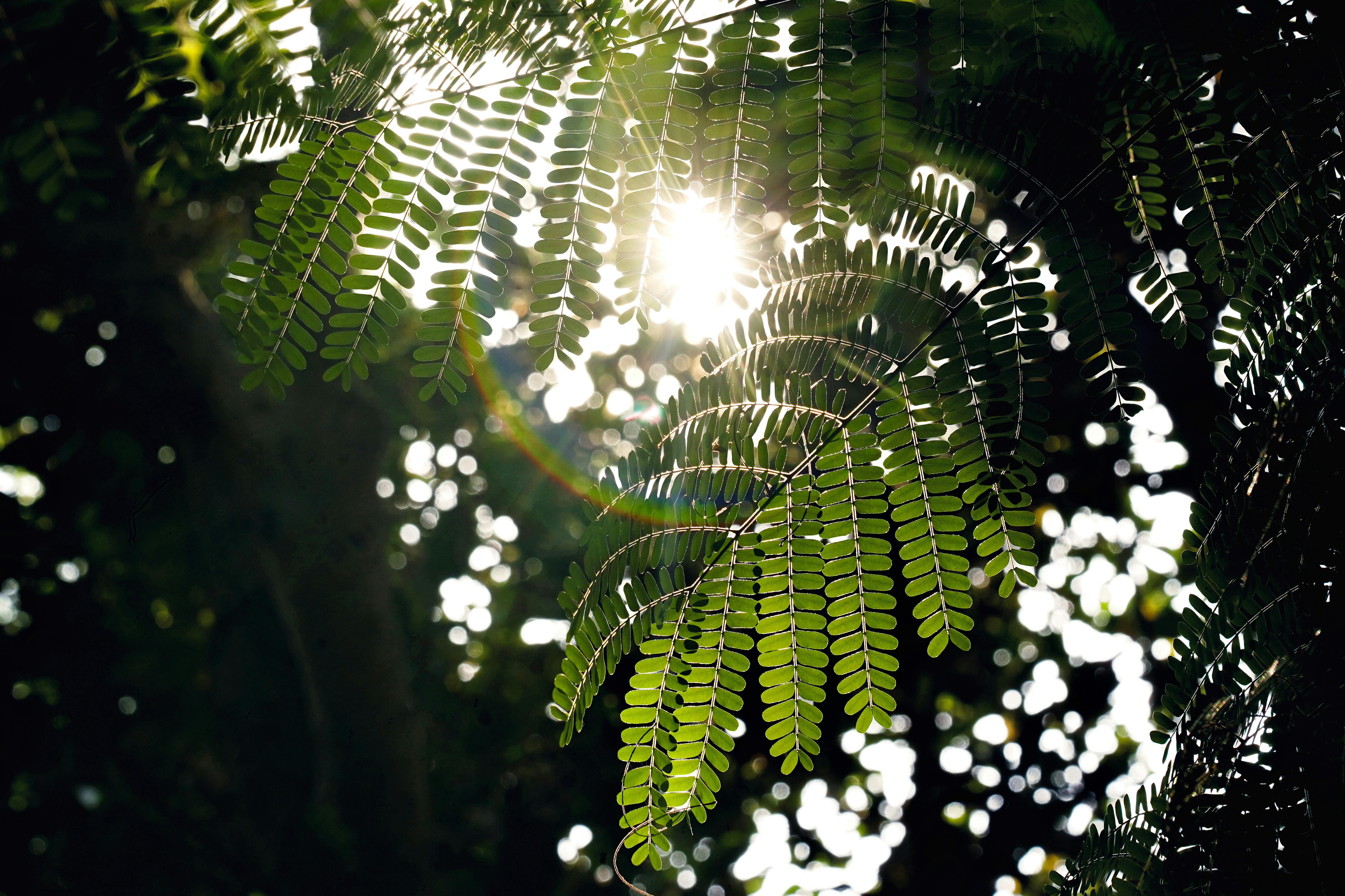 Leafs Going Down From Tree Photos, Download The BEST Free Leafs Going ...