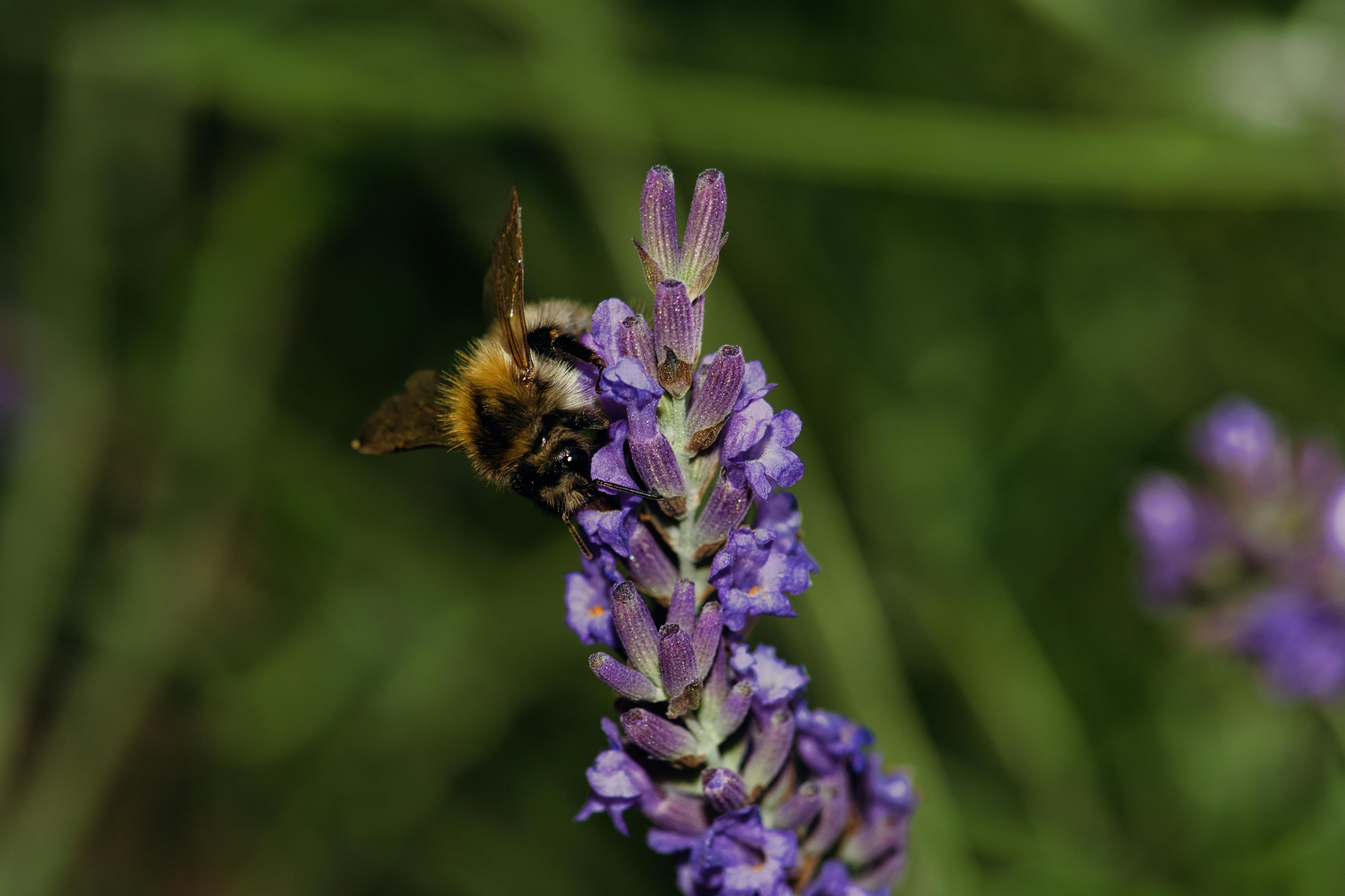 1,548+ Best Free Pollinators Stock Photos & Images · 100% Royalty-Free ...