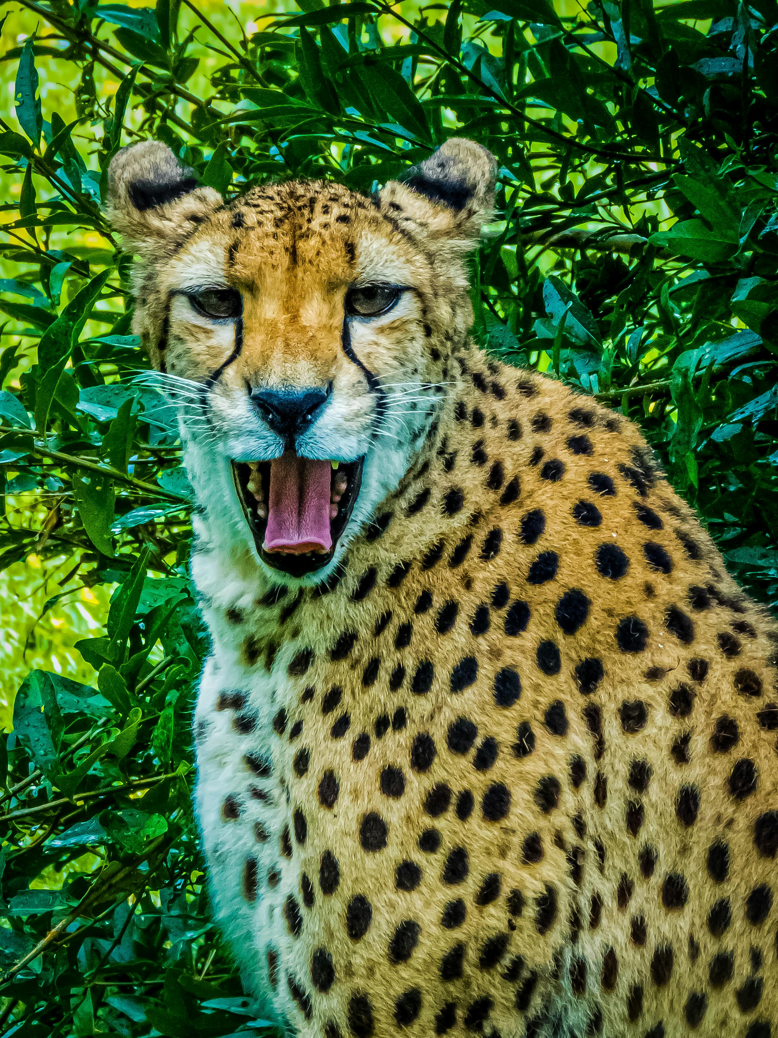 Animais 14 Photos & Videos Collected by Maicon Vinicius