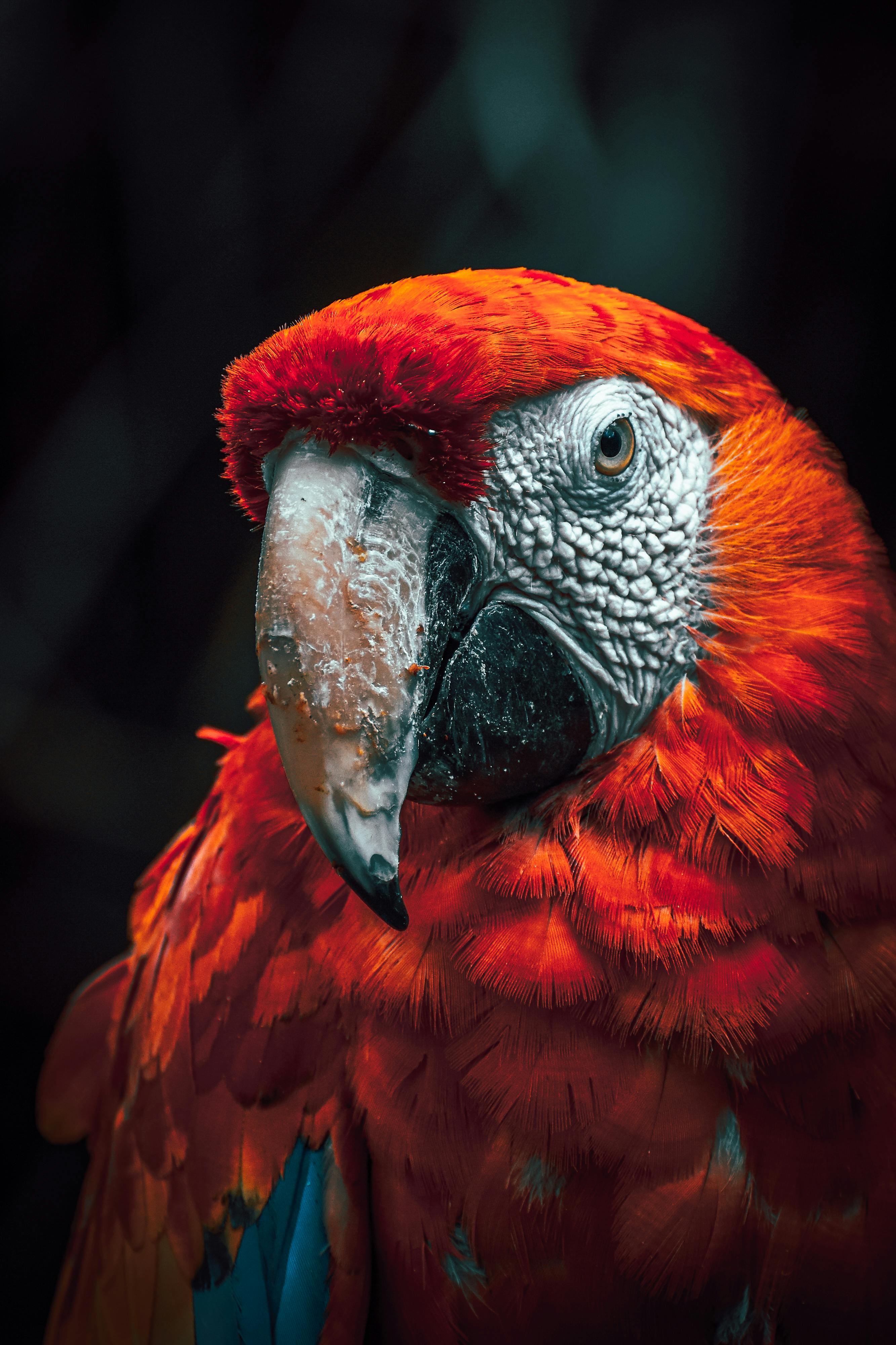 Close-up Photo of a Scarlet Macaw Bird · Free Stock Photo