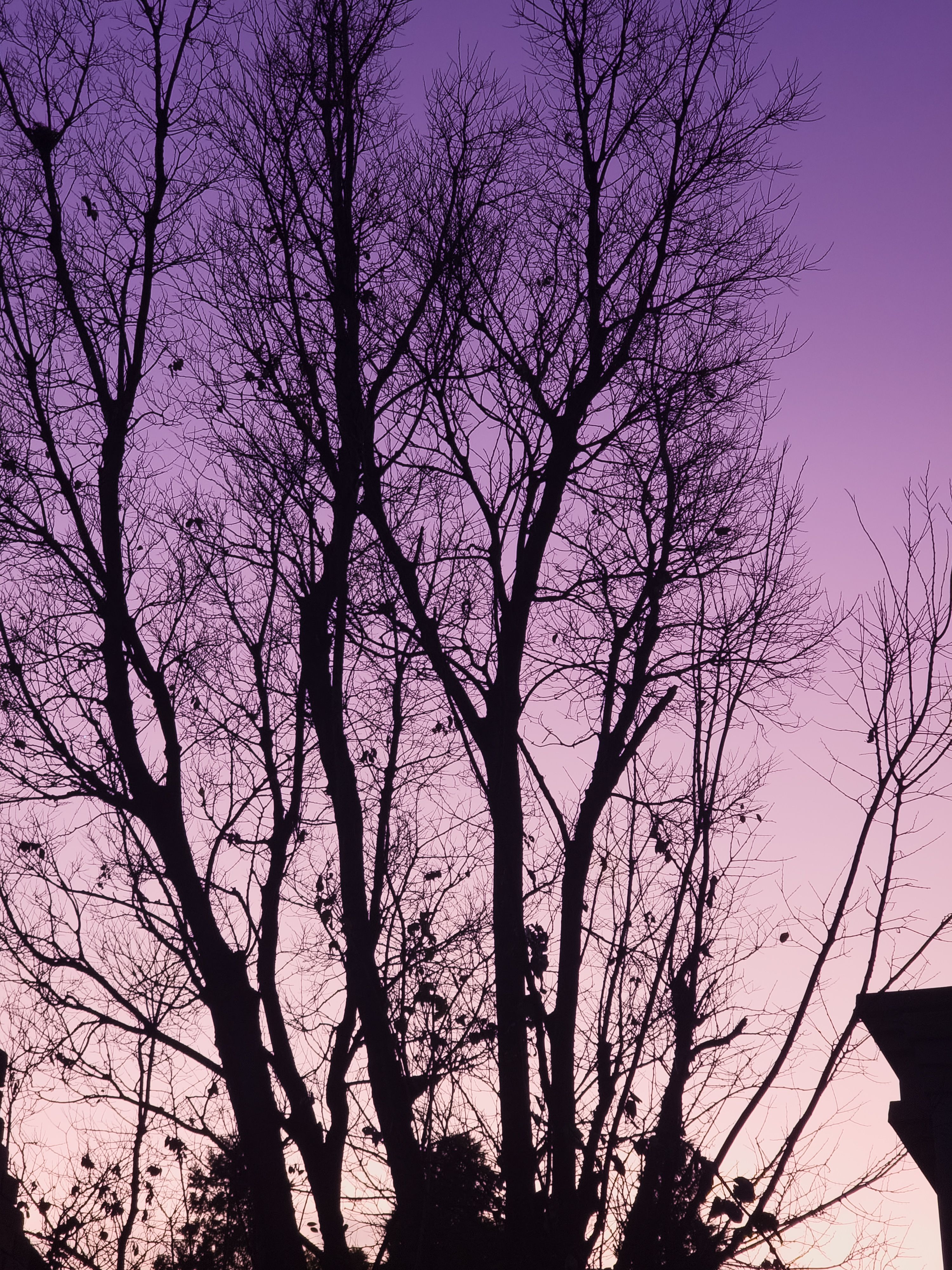 Leafless Tree Under the Purple Sky · Free Stock Photo