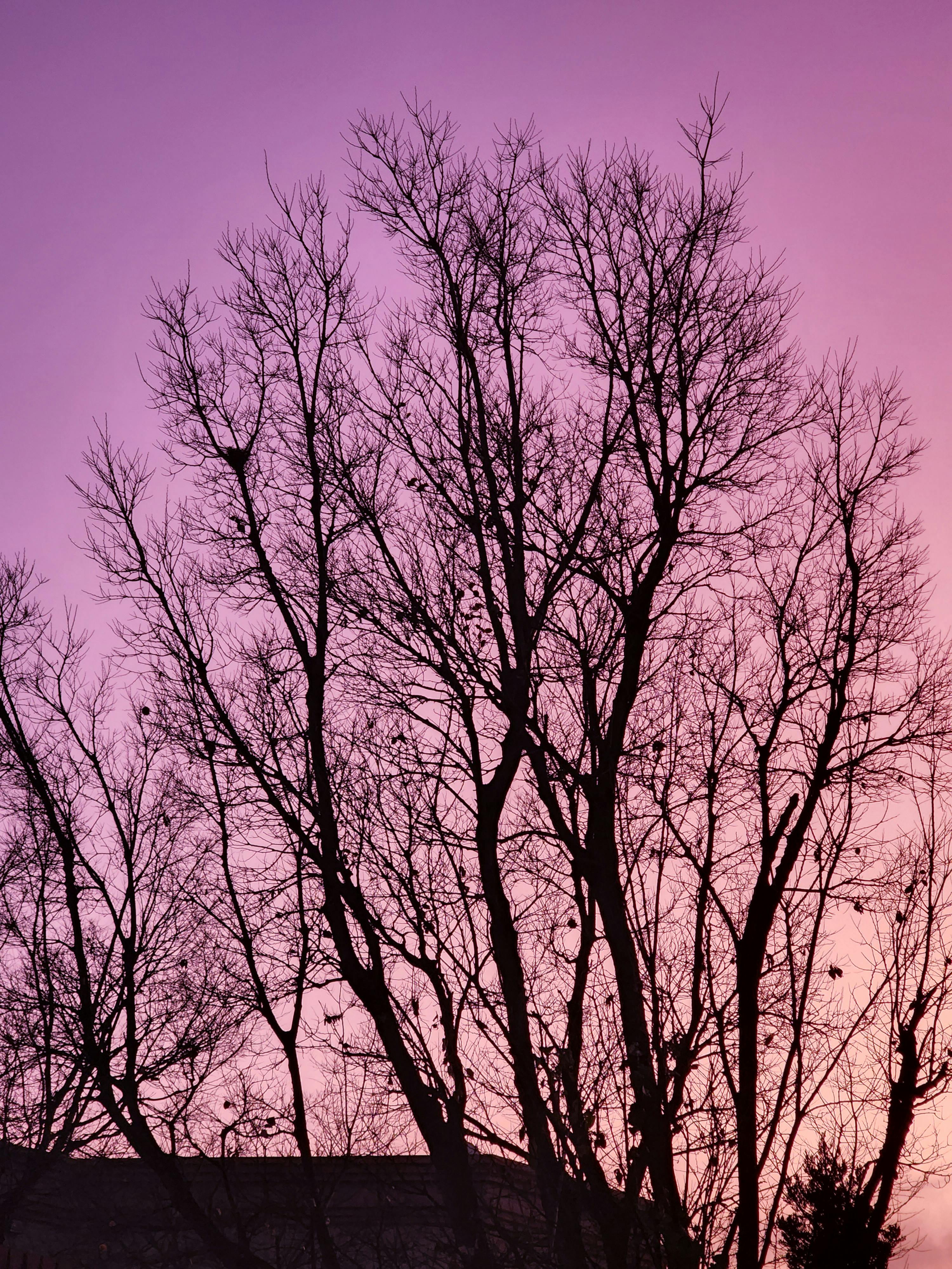 Photo of a Bare Tree · Free Stock Photo