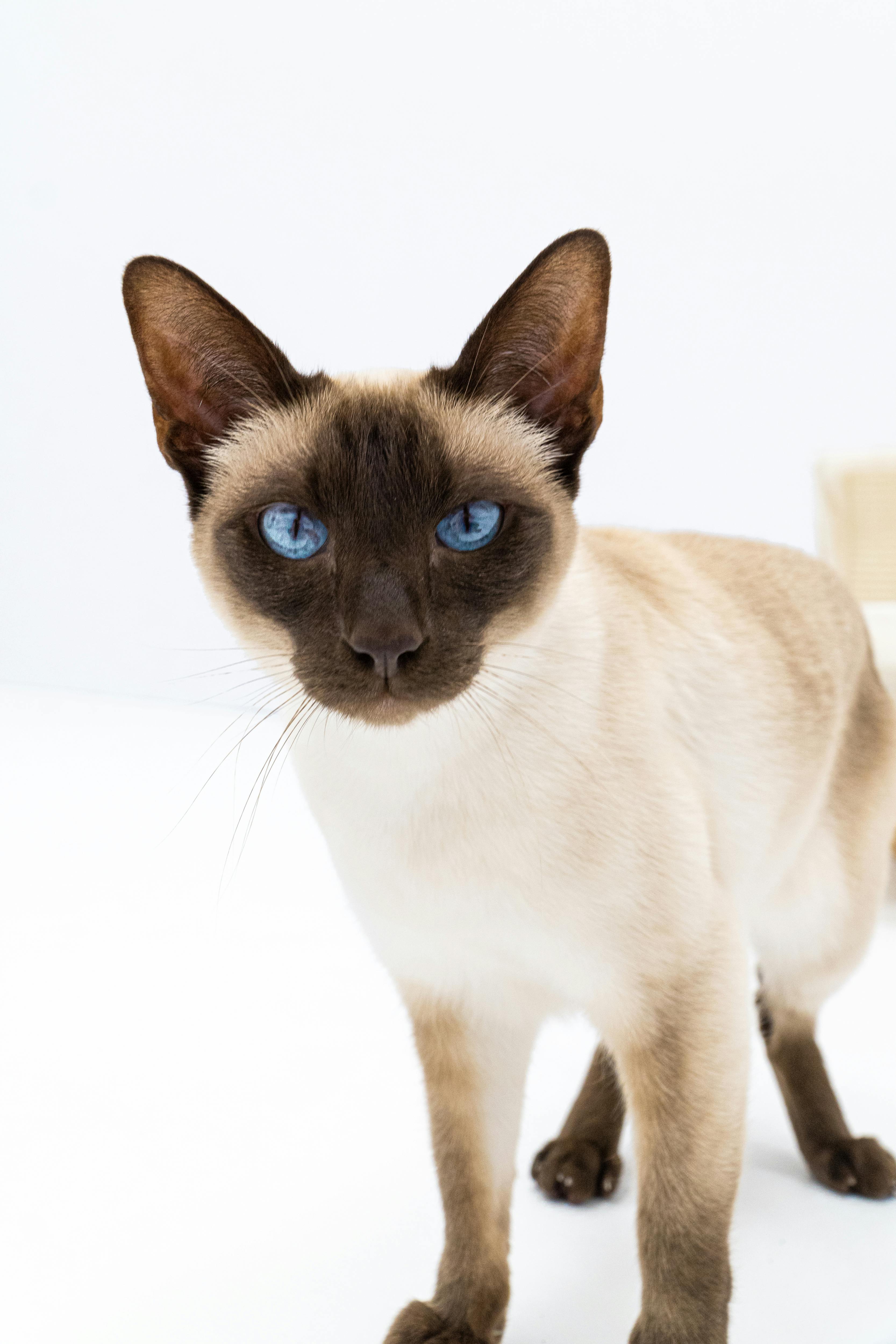 Siamese Photos, Download The BEST Free Siamese Stock Photos & HD Images