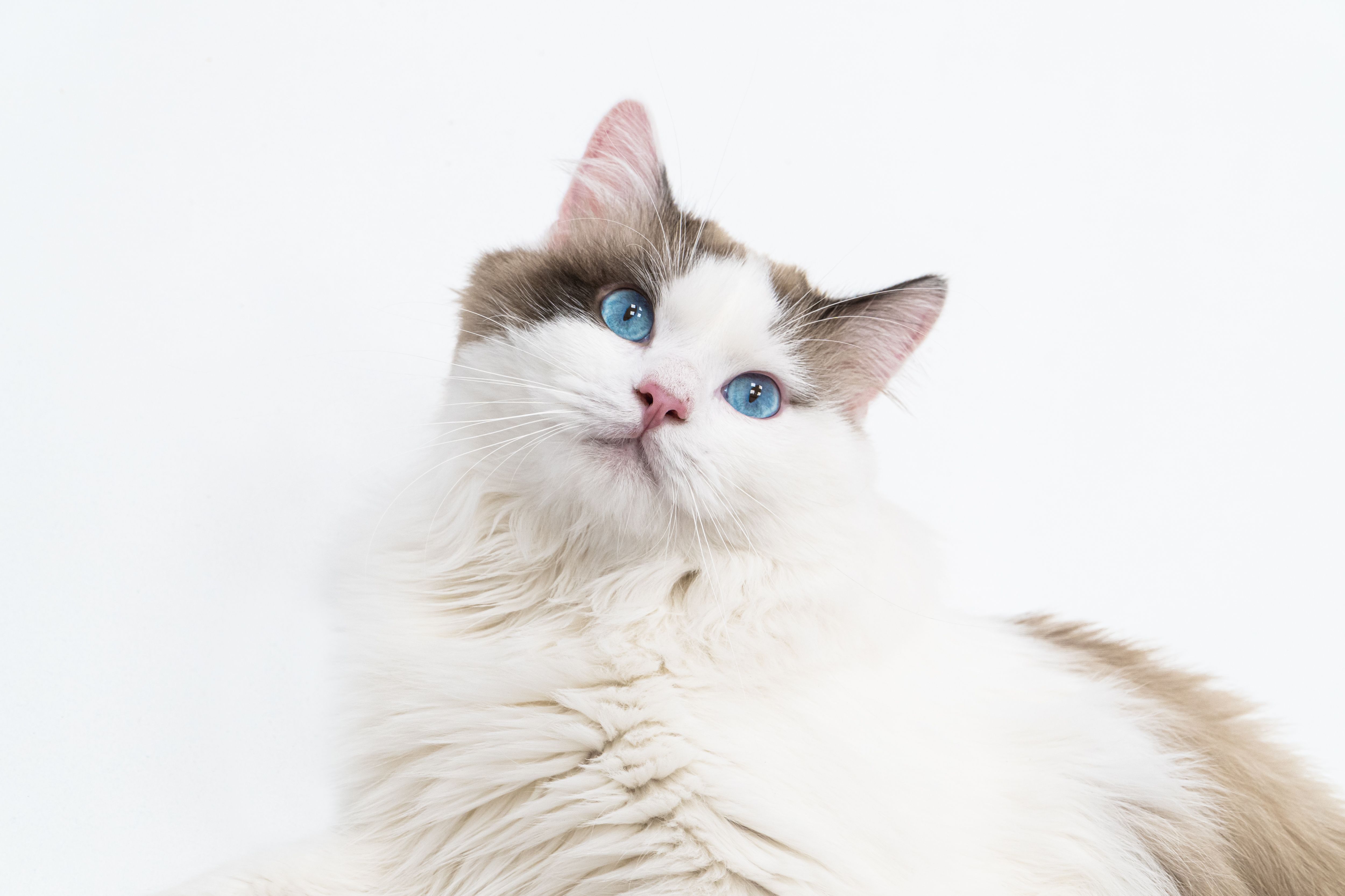 Charming Blue-Eyed Ragdoll Cat Indoors · Free Stock Photo