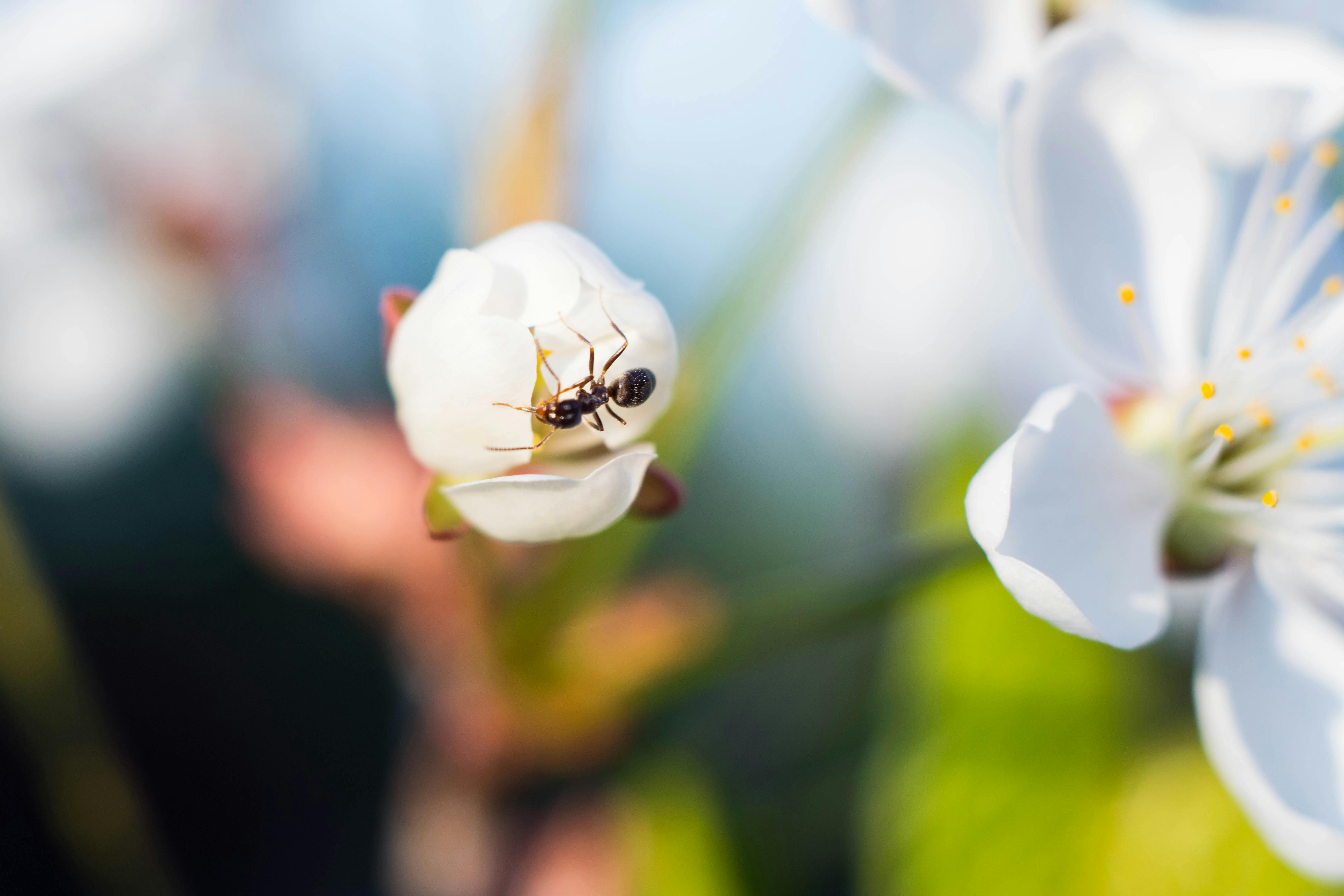 Free stock photo of flower, macro, macro flower