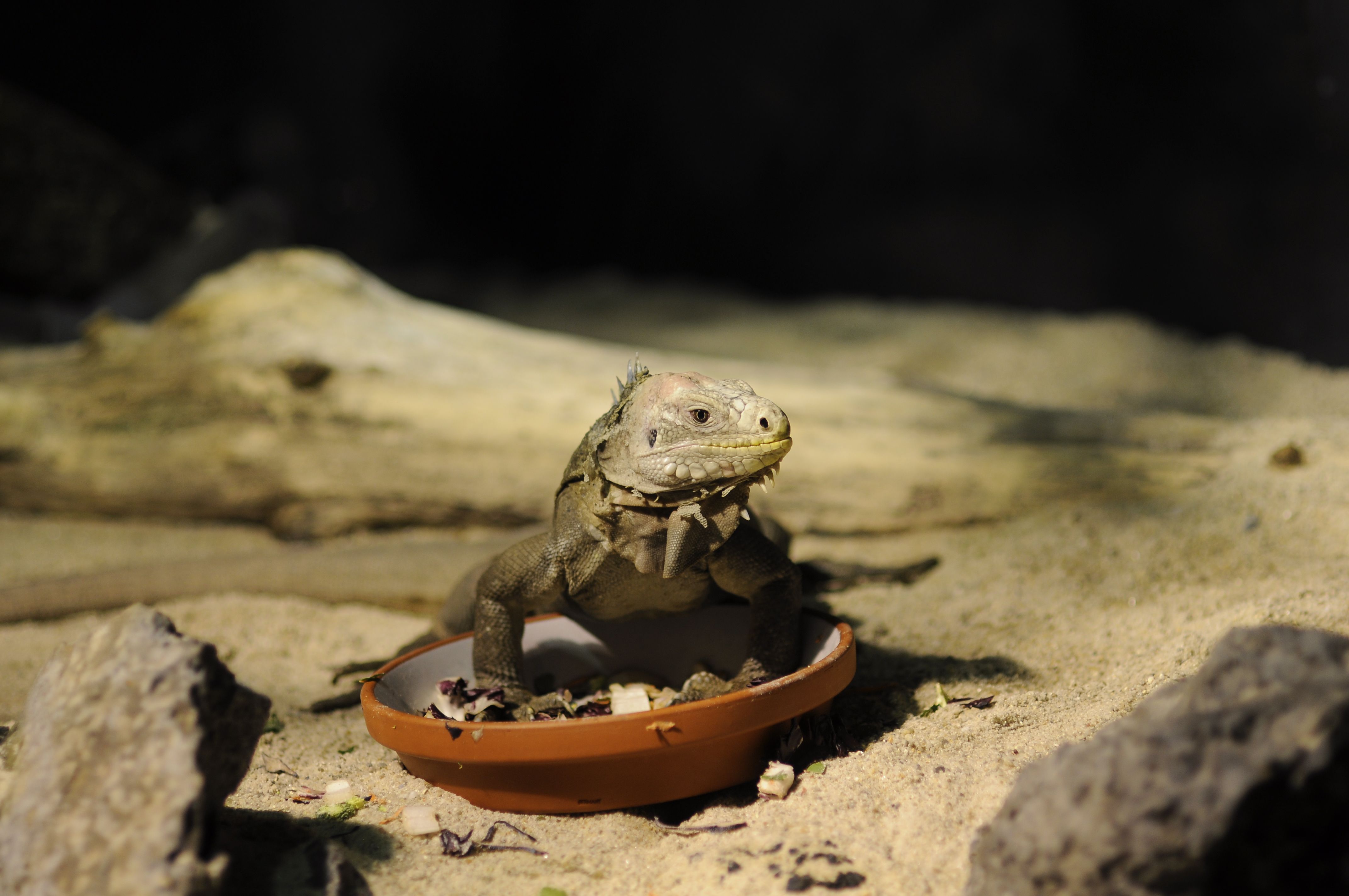 Photo of a Standing Iguana on the Ground · Free Stock Photo