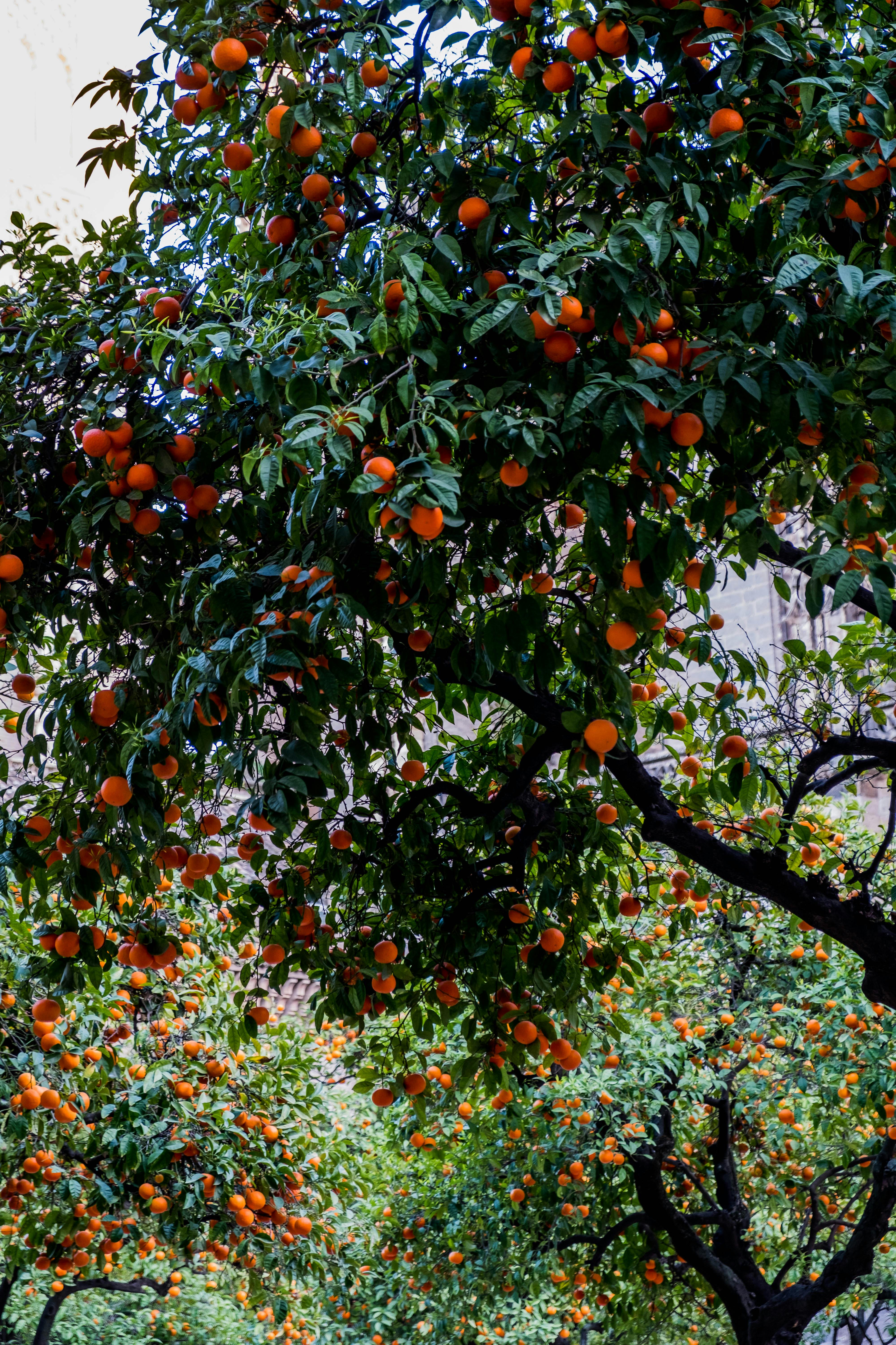 A Photo of an Orange Tree · Free Stock Photo