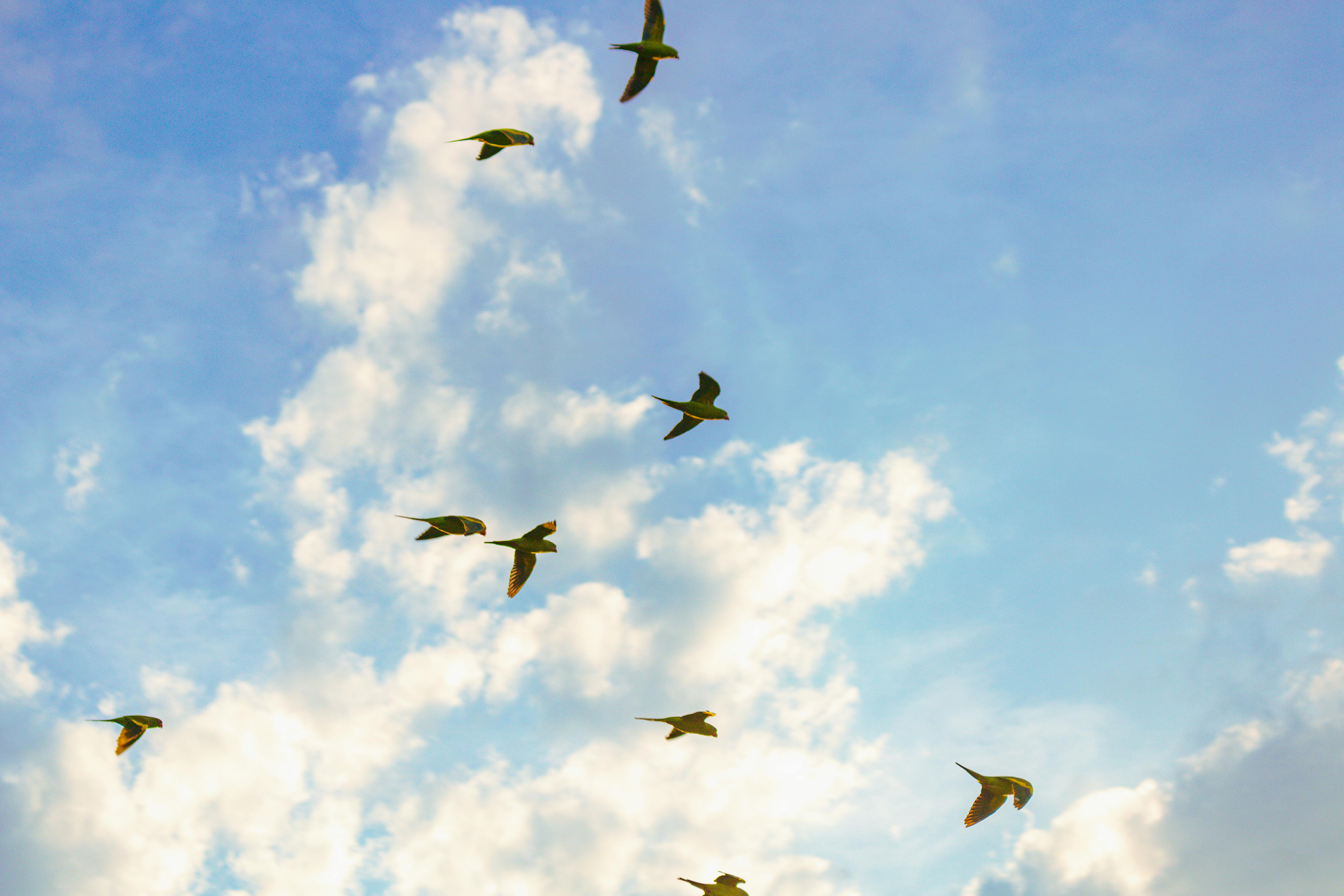 Low Angle Photography of Four Flying Birds · Free Stock Photo